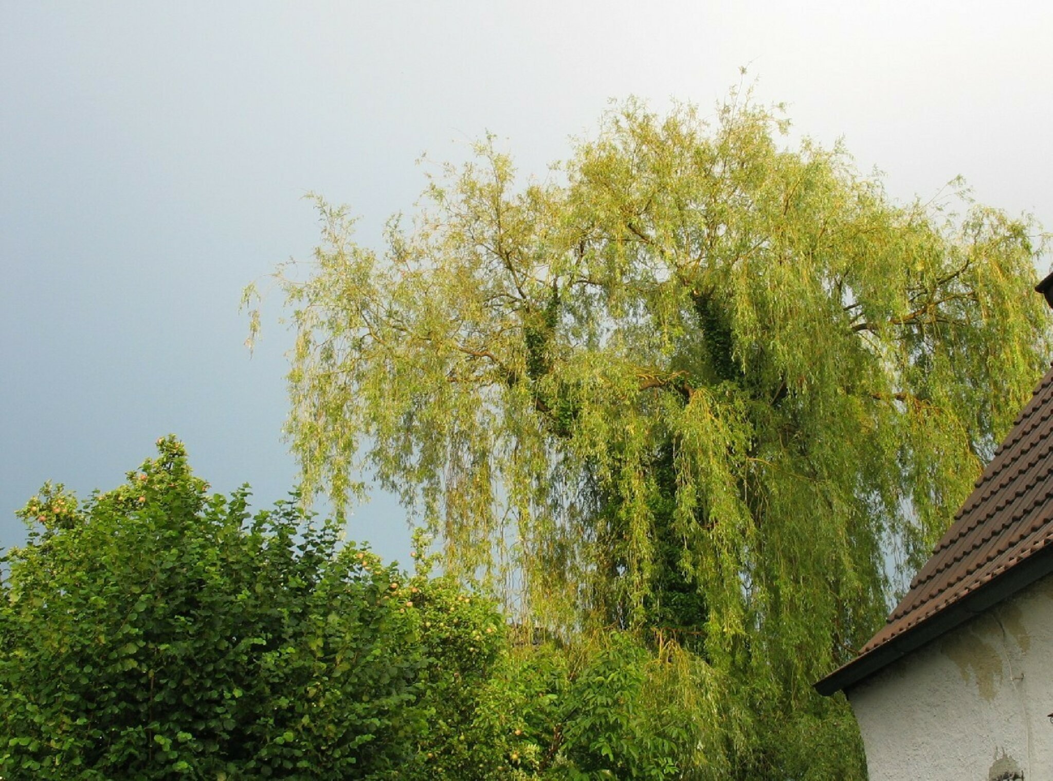 Sommer 2011 in Waldperlach, Teil 40 - München