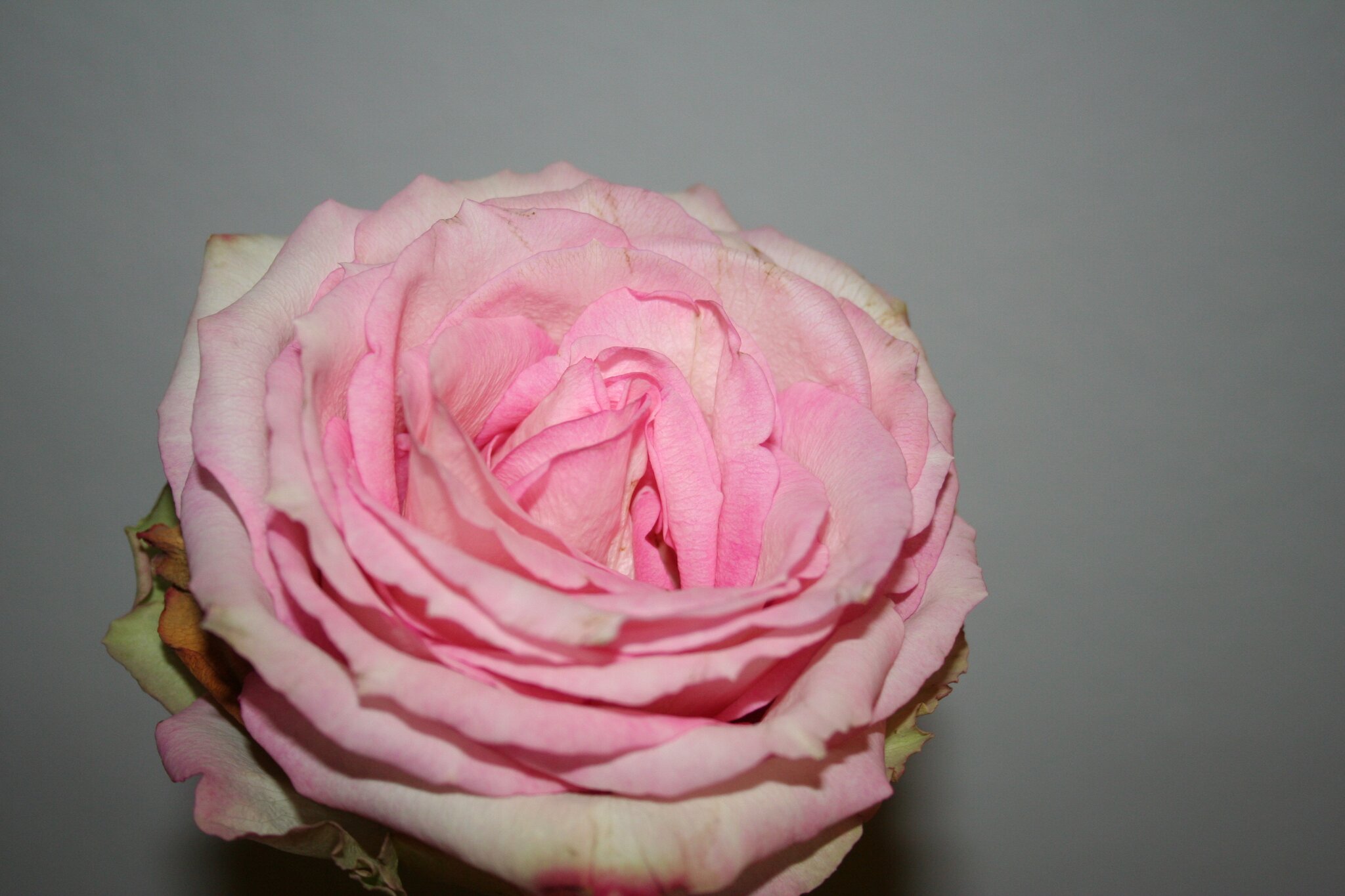 Die Esperanza-Rose - die Königin der Rosen - Königsbrunn