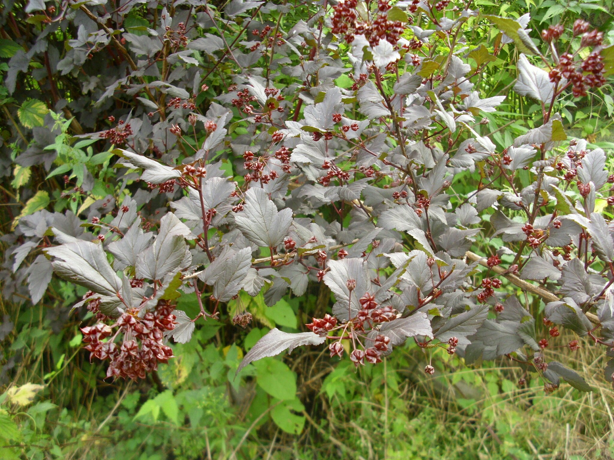 Wer kennt diesen Busch / Baum ? - Garbsen
