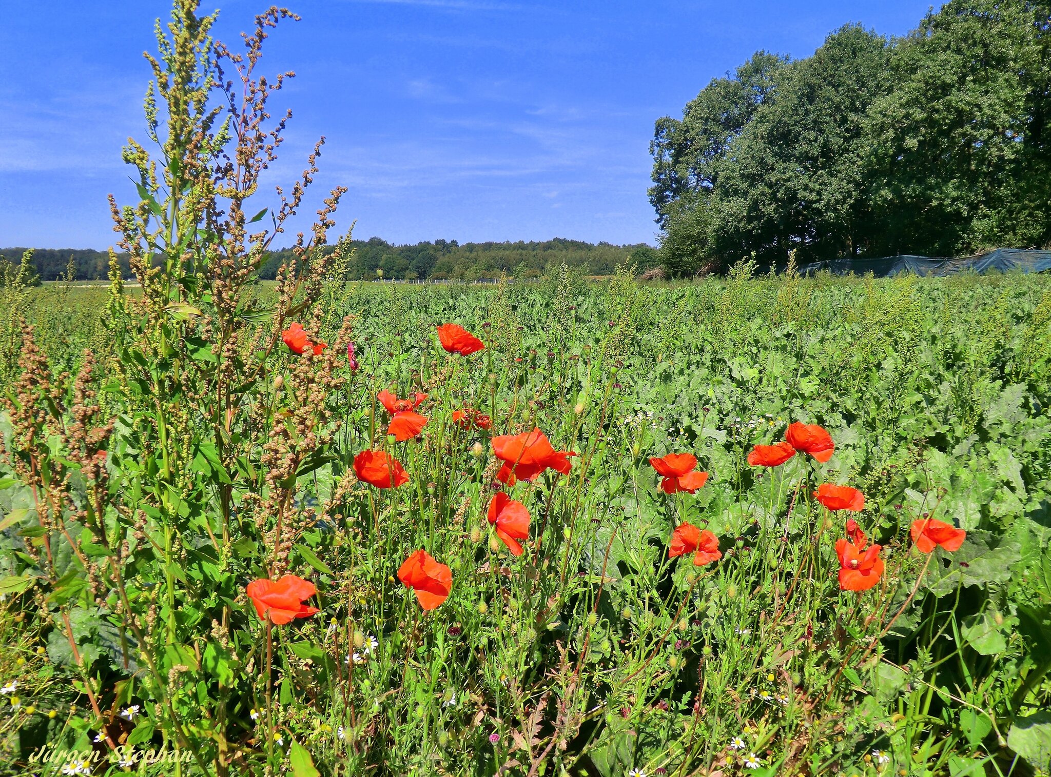 An einen Sommertag durch Wald und Wiesen. - Peine