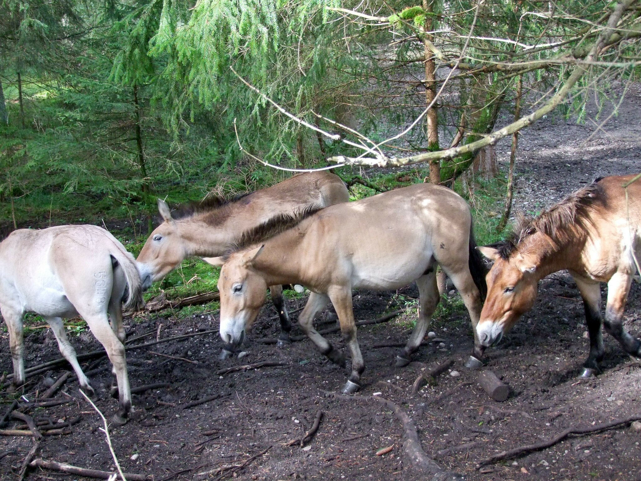 Wandertipp für den Herbst: Ein Besuch bei „Pavot“, „Solongo“ und „Xaran ...