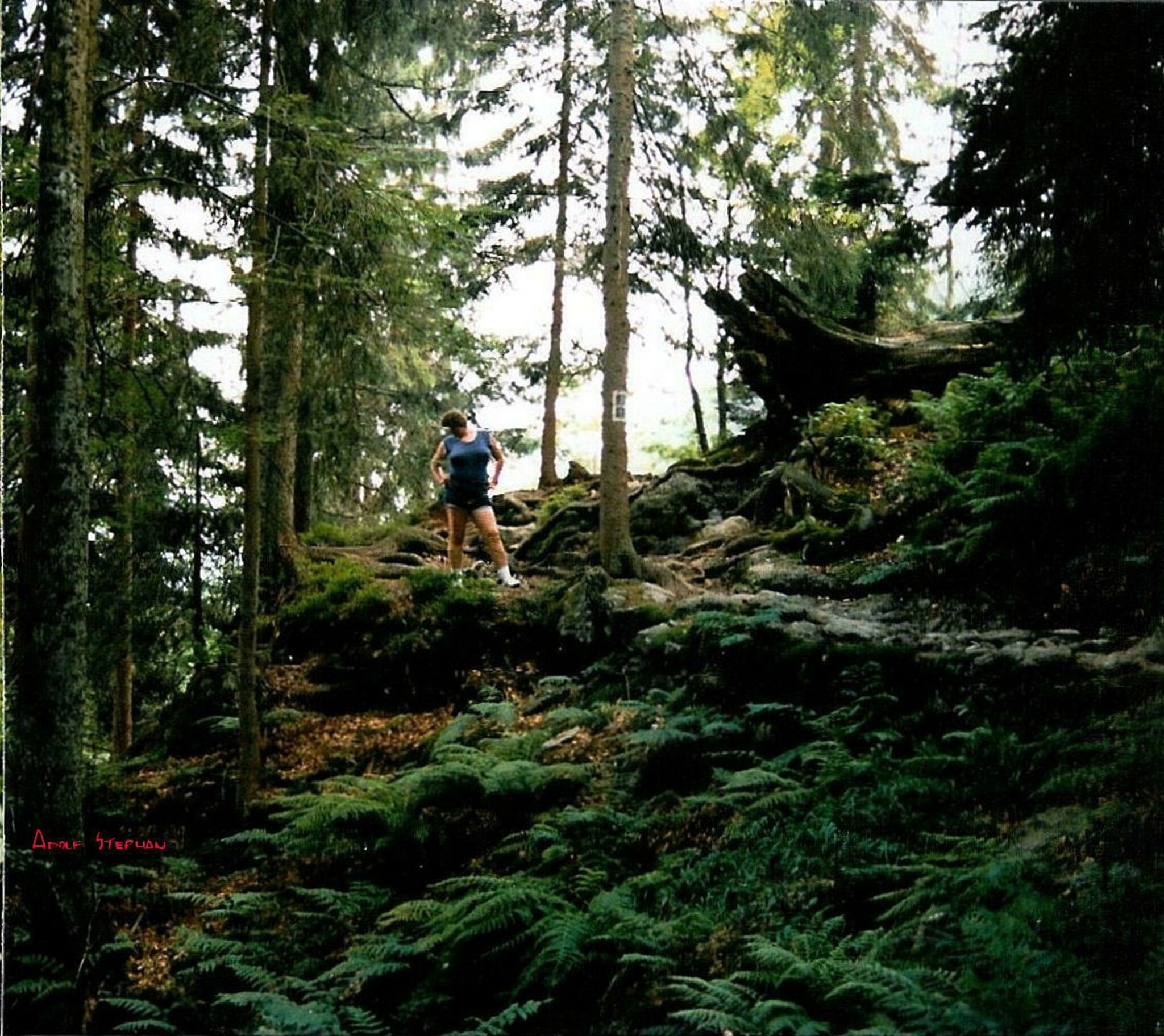 Bilder und Eindrücke von Wanderungen im Bayrischen Wald - Rimbach (BY ...