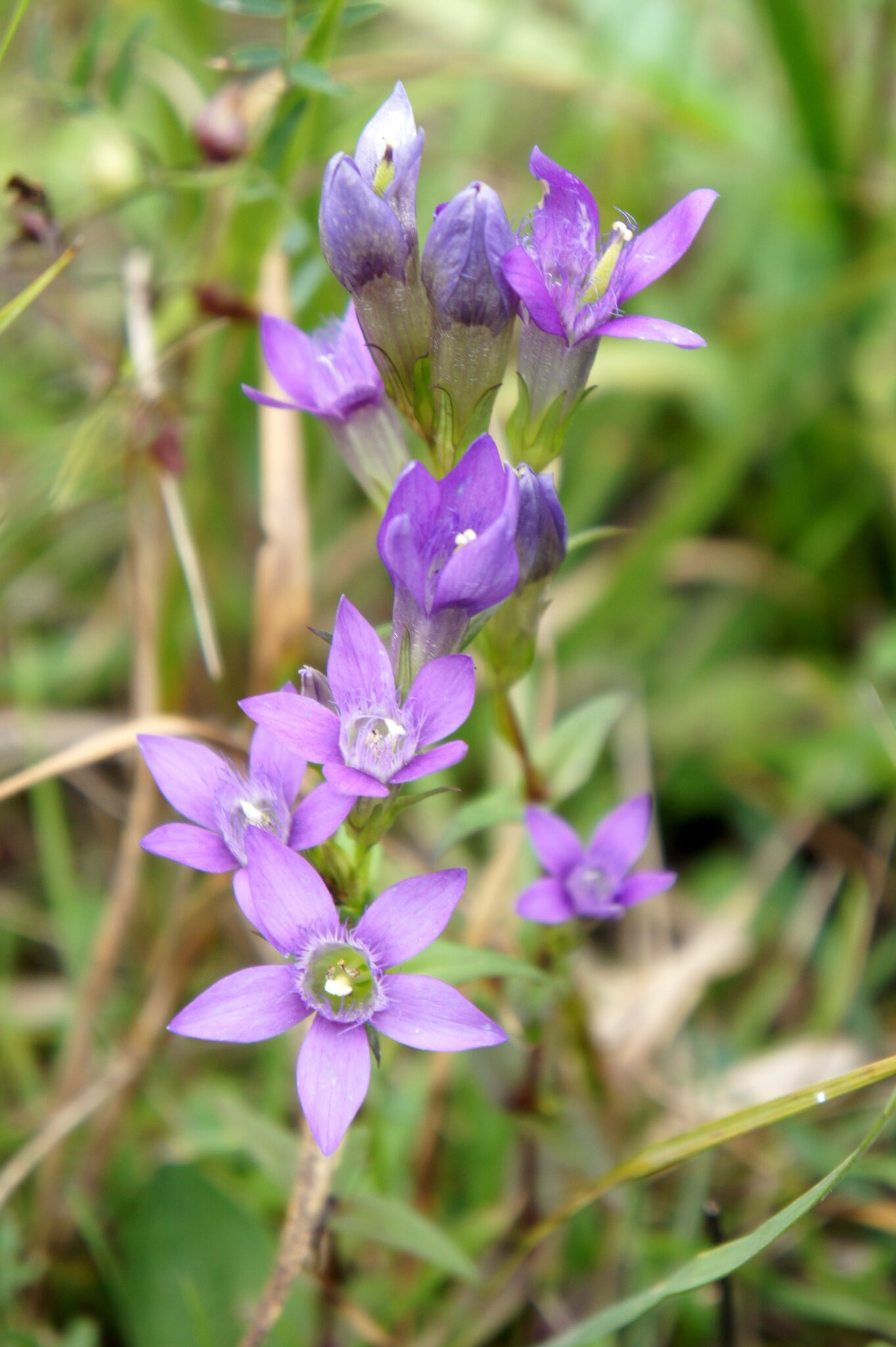 Enziane und Herbstzeitlose – Edelsteine des Herbstes. - Gersthofen