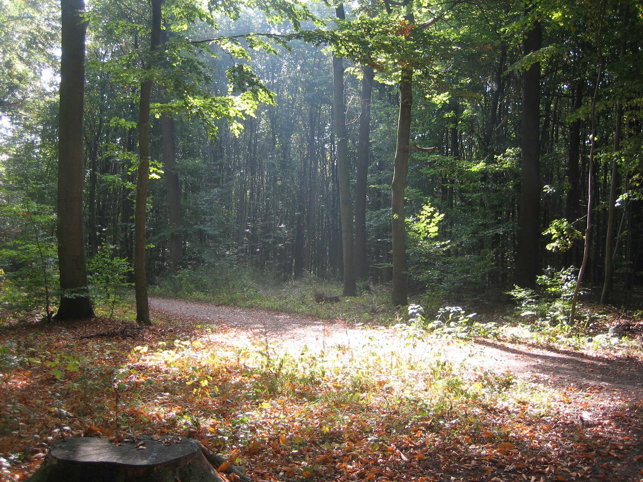 Bremer Marathon und Benther Berg Lauf - Mandy Krause läuft beim Marathon persönliche Bestzeit ...