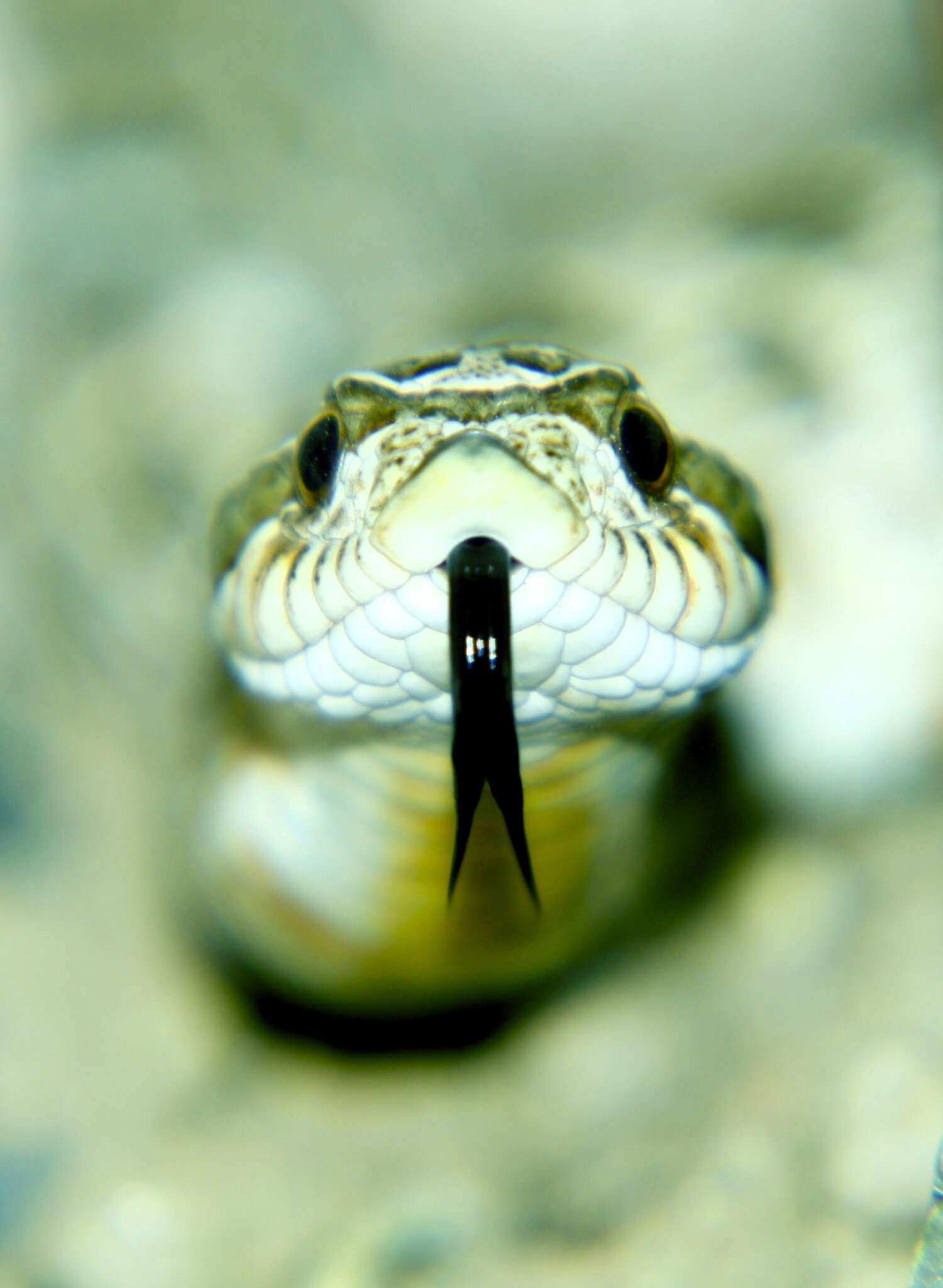 Portrait Hakennasennatter, Heterodon nasicus - Rain