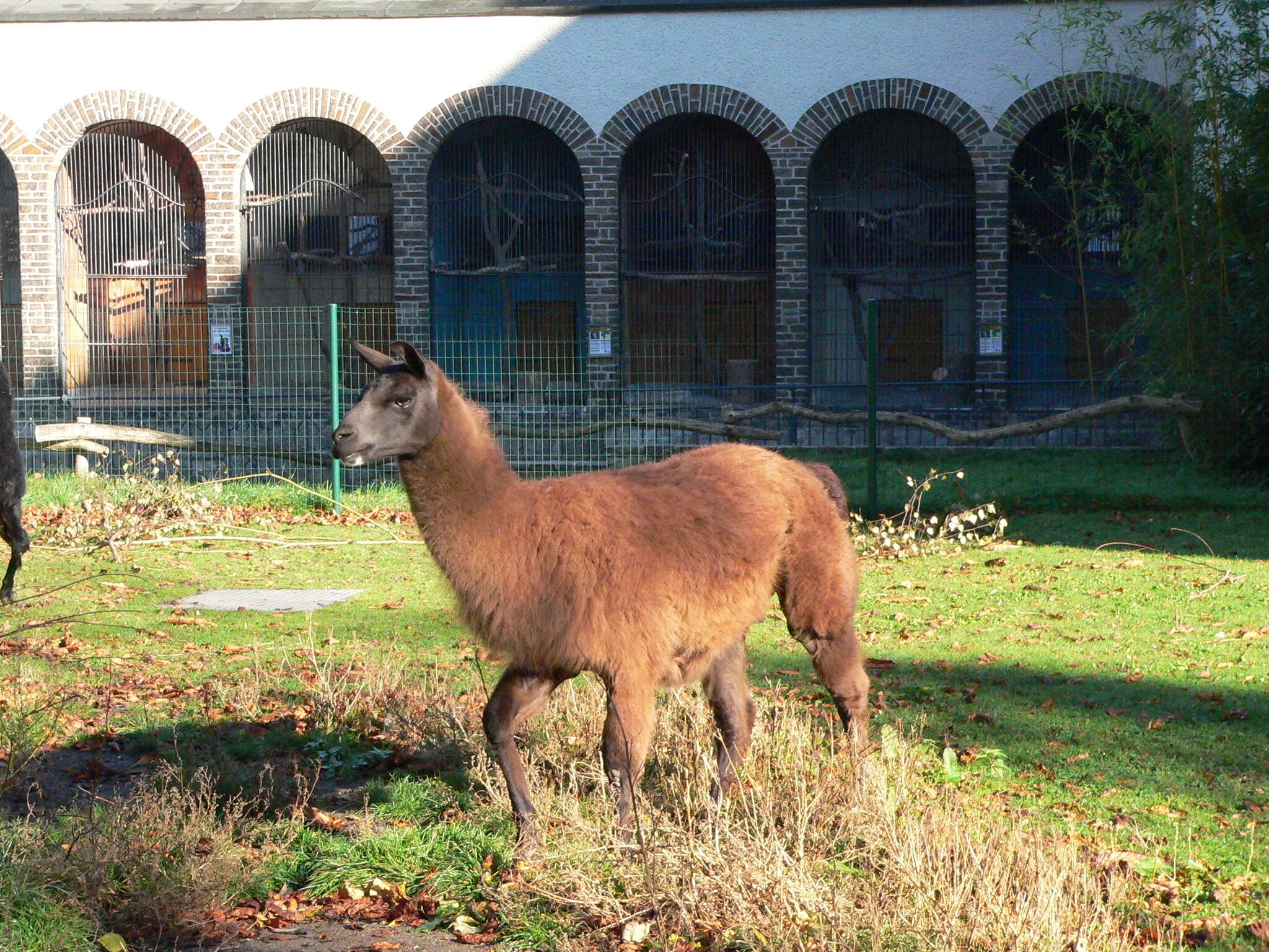 Gondwanaland - ein Stück Regenwald im Herzen von Leipzig - Stadtallendorf