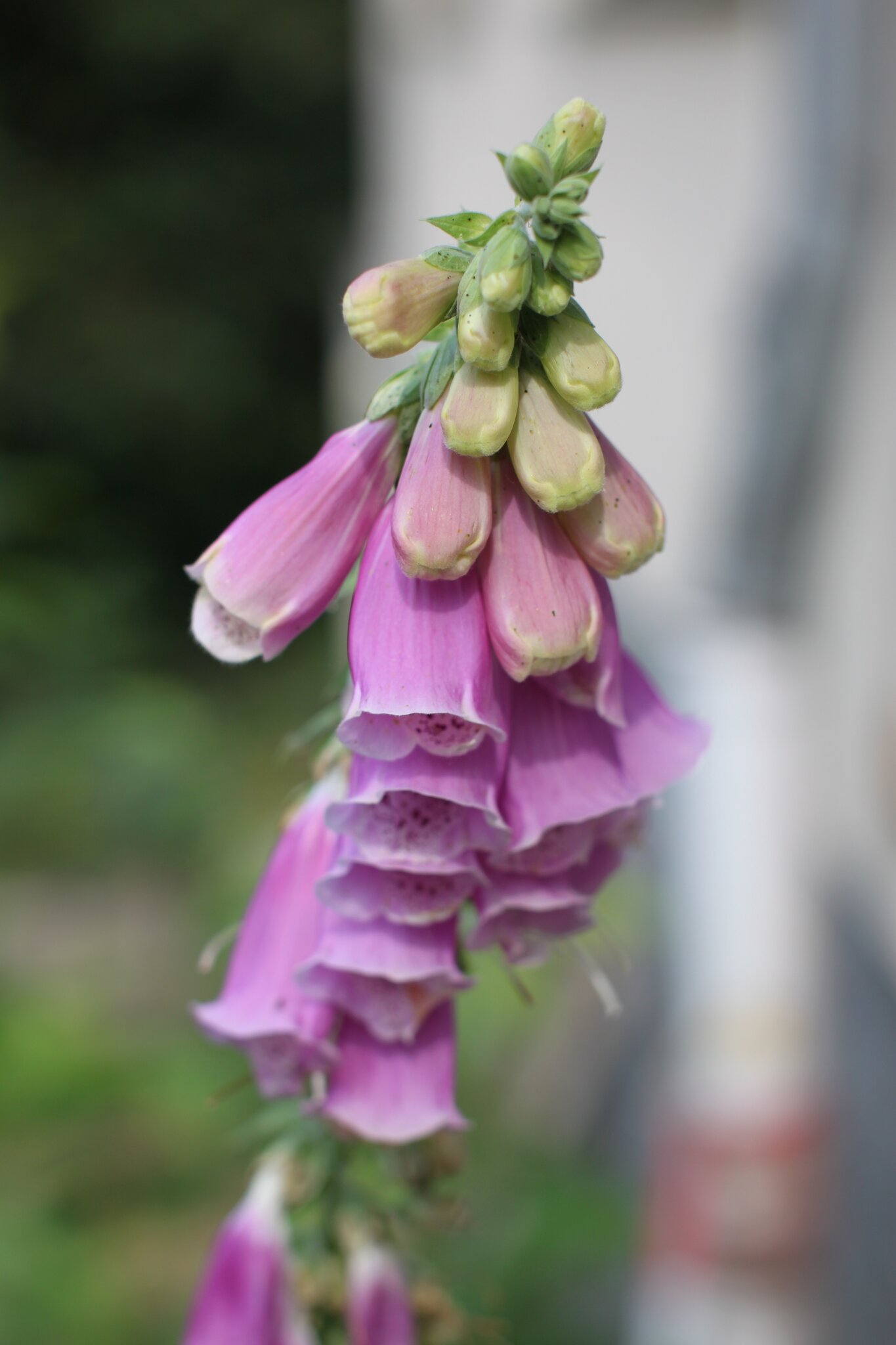 heimische giftpflanzen - der rote fingerhut (digitalis purpurea ...