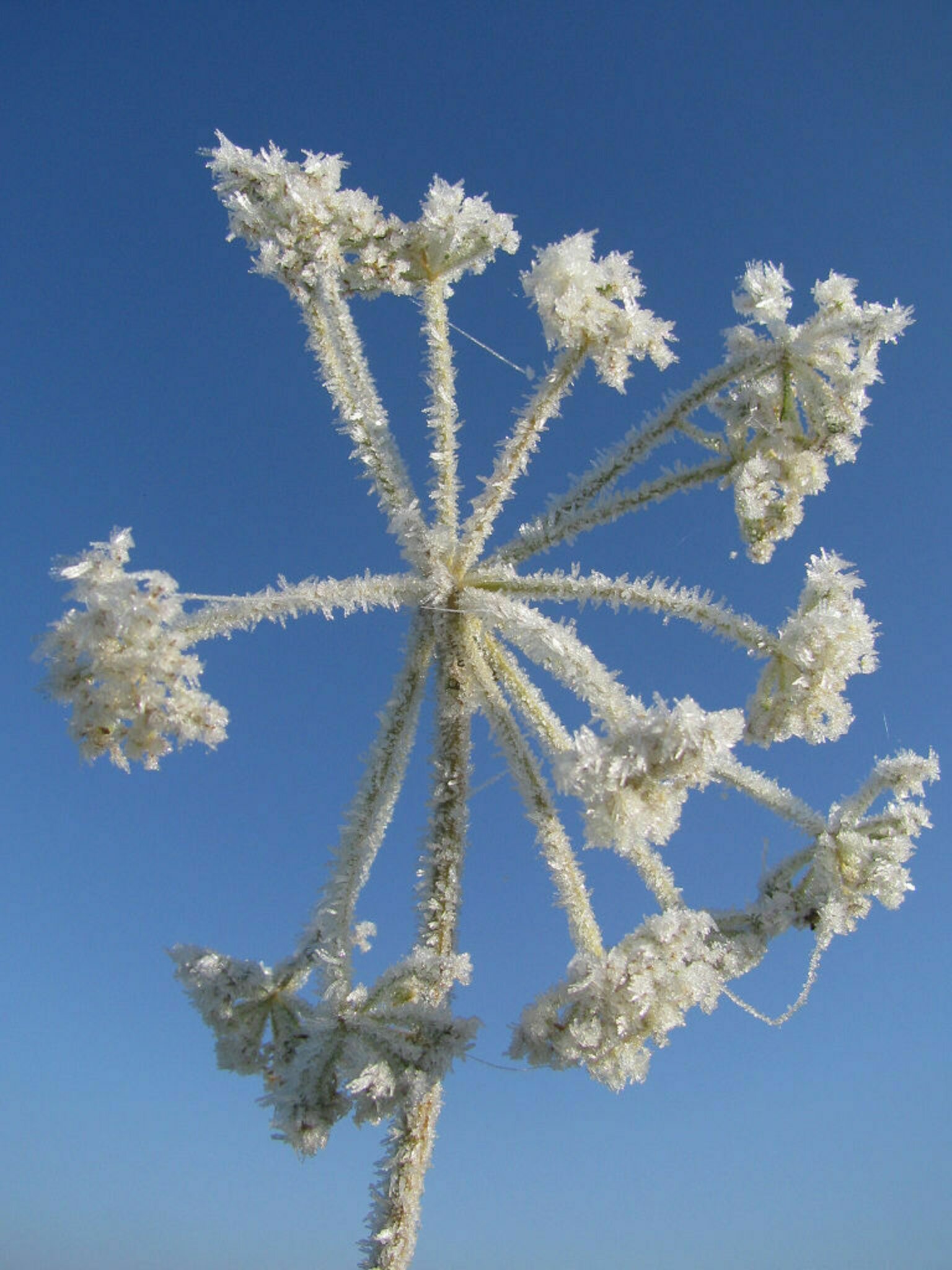 Die Schönheit von Frostblumen. Wiesenblumen. - Hohenahr