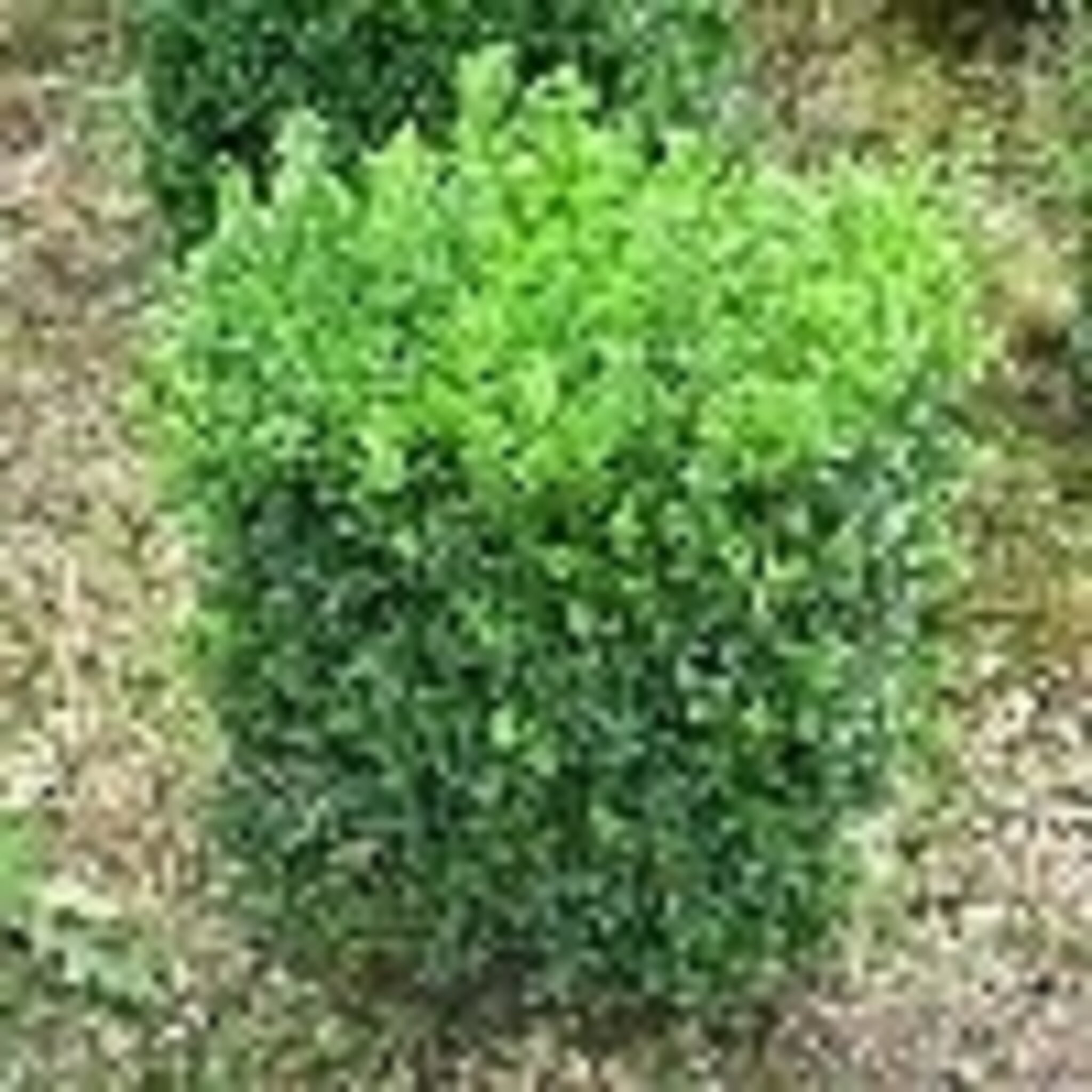 Wächst bei Euch im Garten der „Buchsbaum? - Friedberg