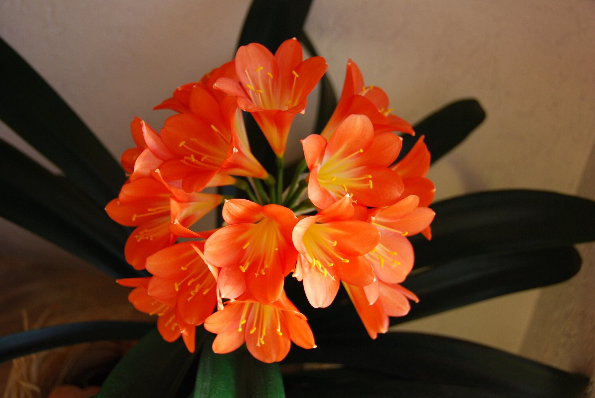 Clivia minata in voller Blüte - Angelburg