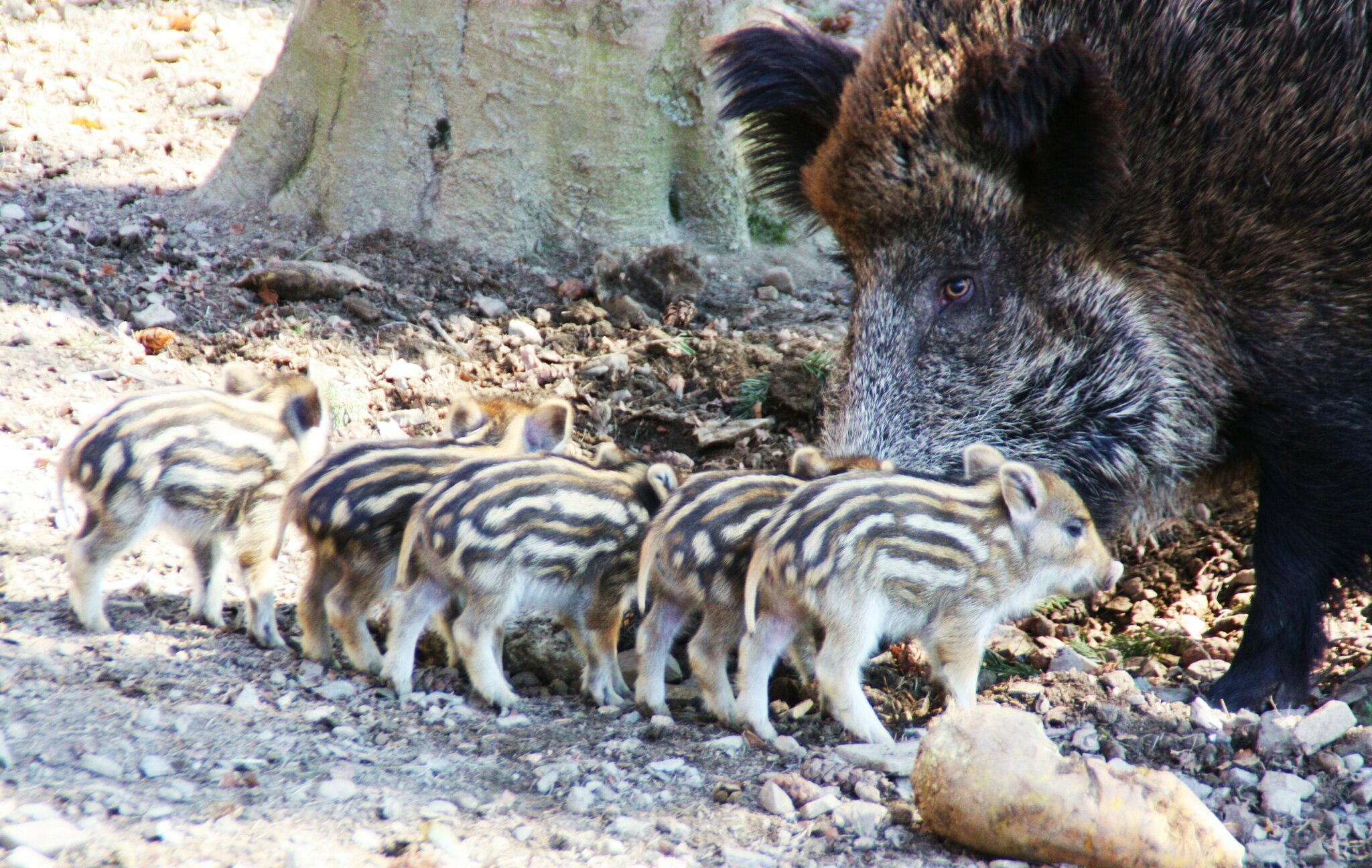 Ein Besuch im Wildtierpark Edersee - Edertal
