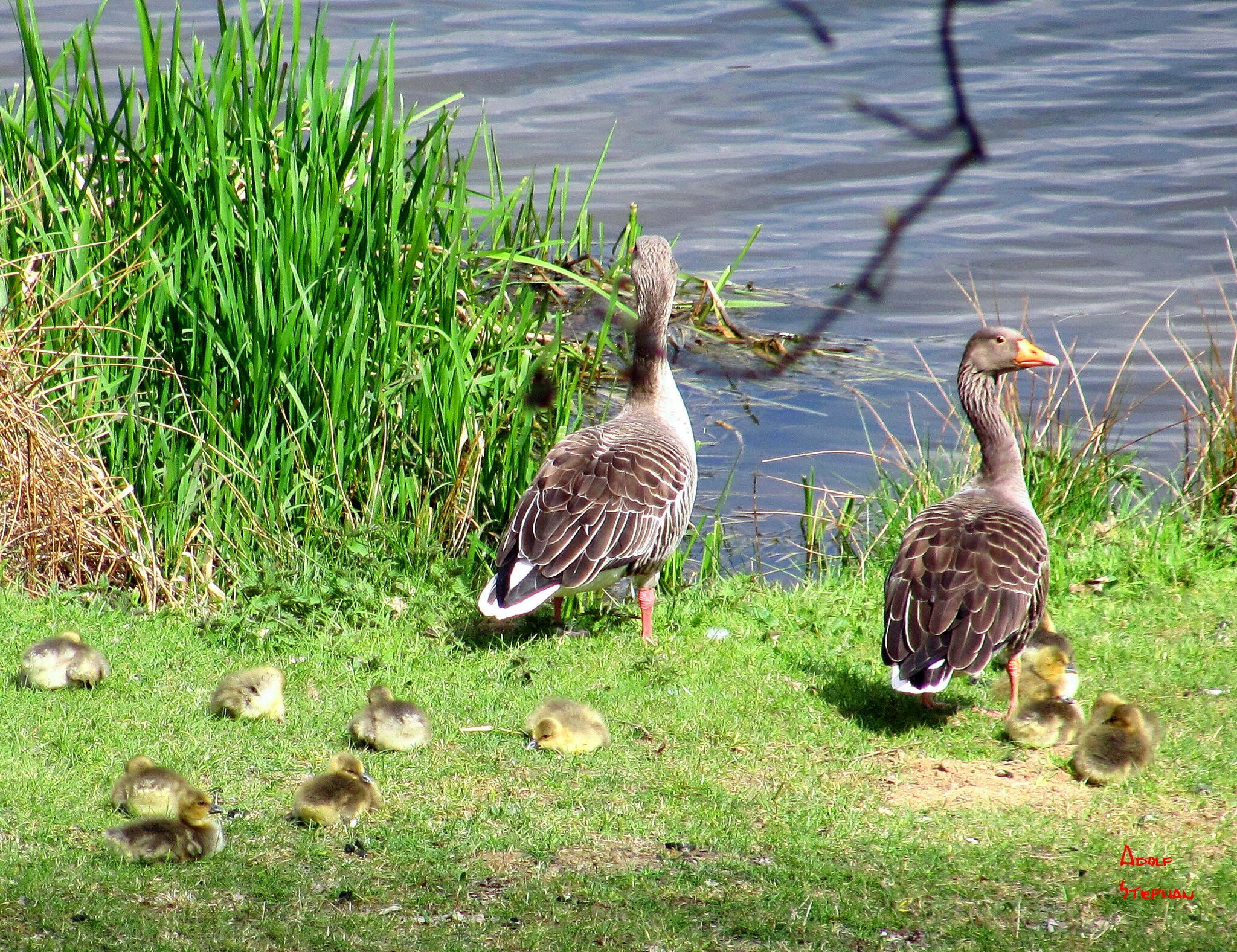 Familie Wildgans - Peine
