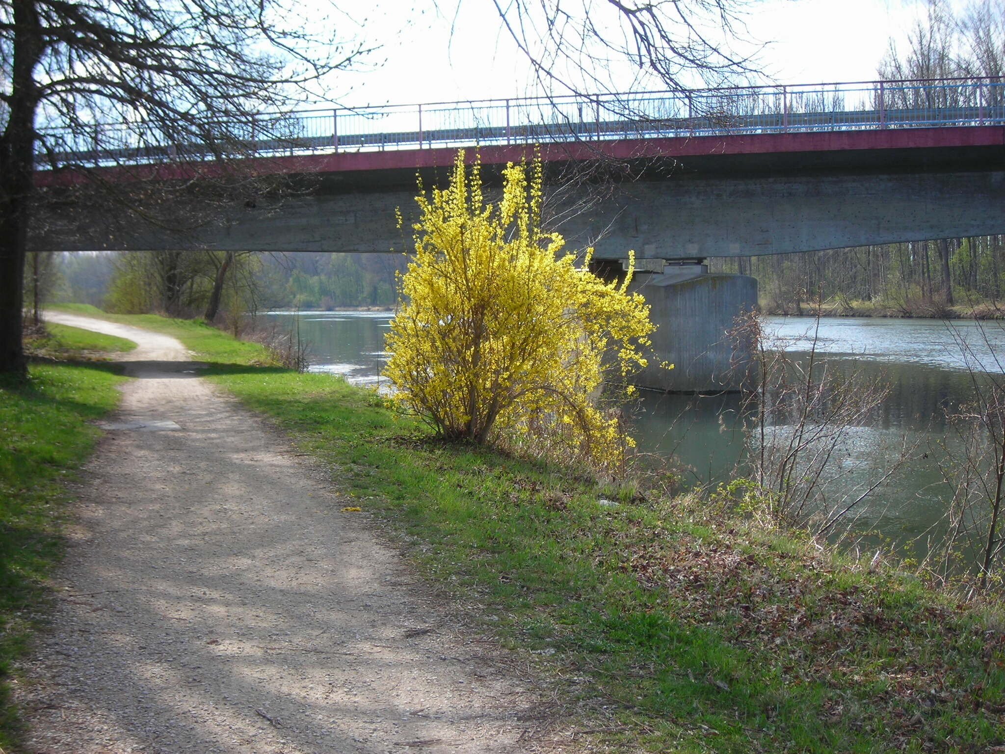 Frühlingsspaziergang an der Lauinger Donau - Lauingen (Donau)