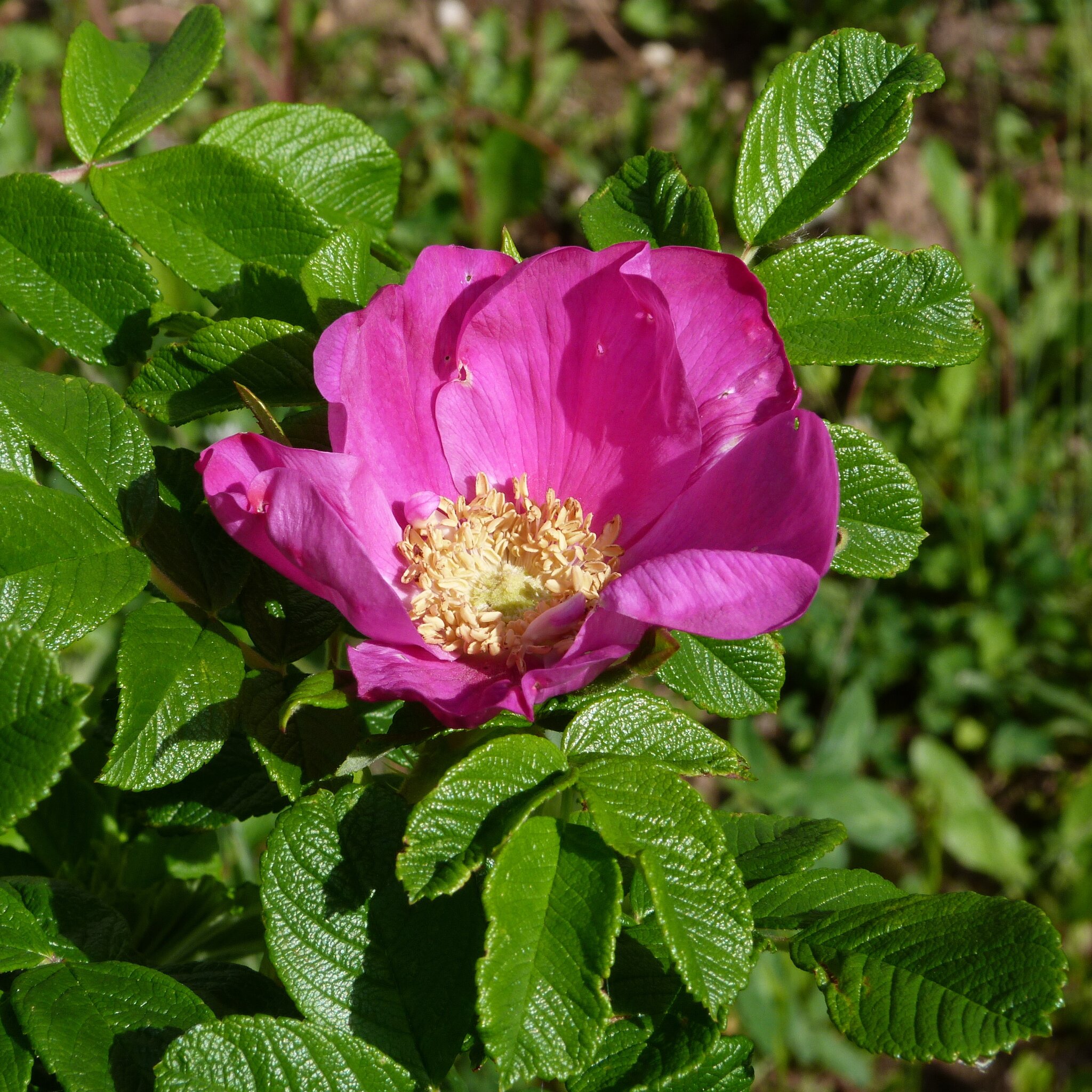RÖSLEIN, RÖSLEIN, RÖSLEIN ROT..... - Göhren