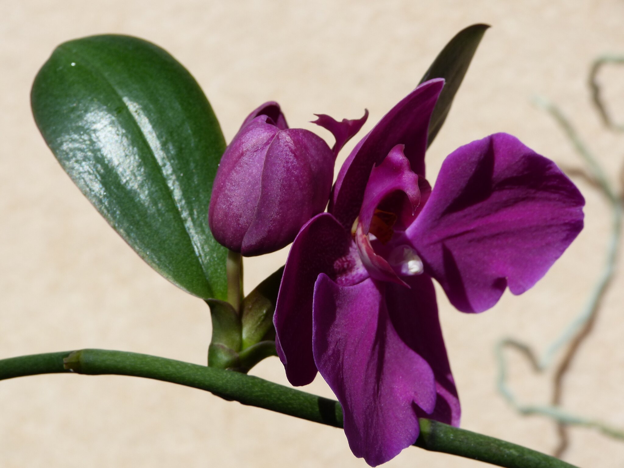 Kleinen „Ablegern“ einer ORCHIDEE helfen - Methode für Phalaenopsis ...