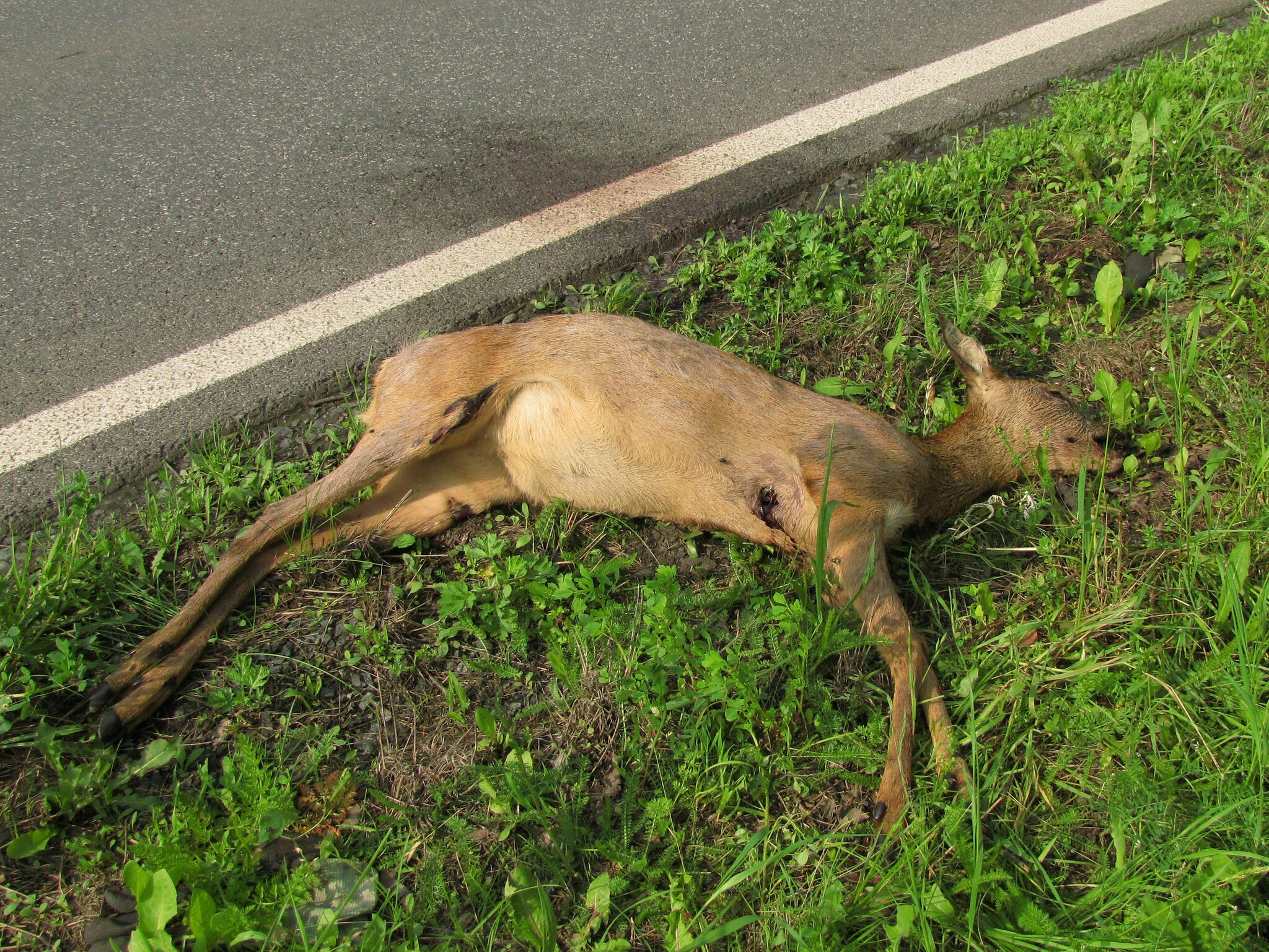 Bischoffen am Aartalsee. Totes Reh am Strassenrand! - Hohenahr