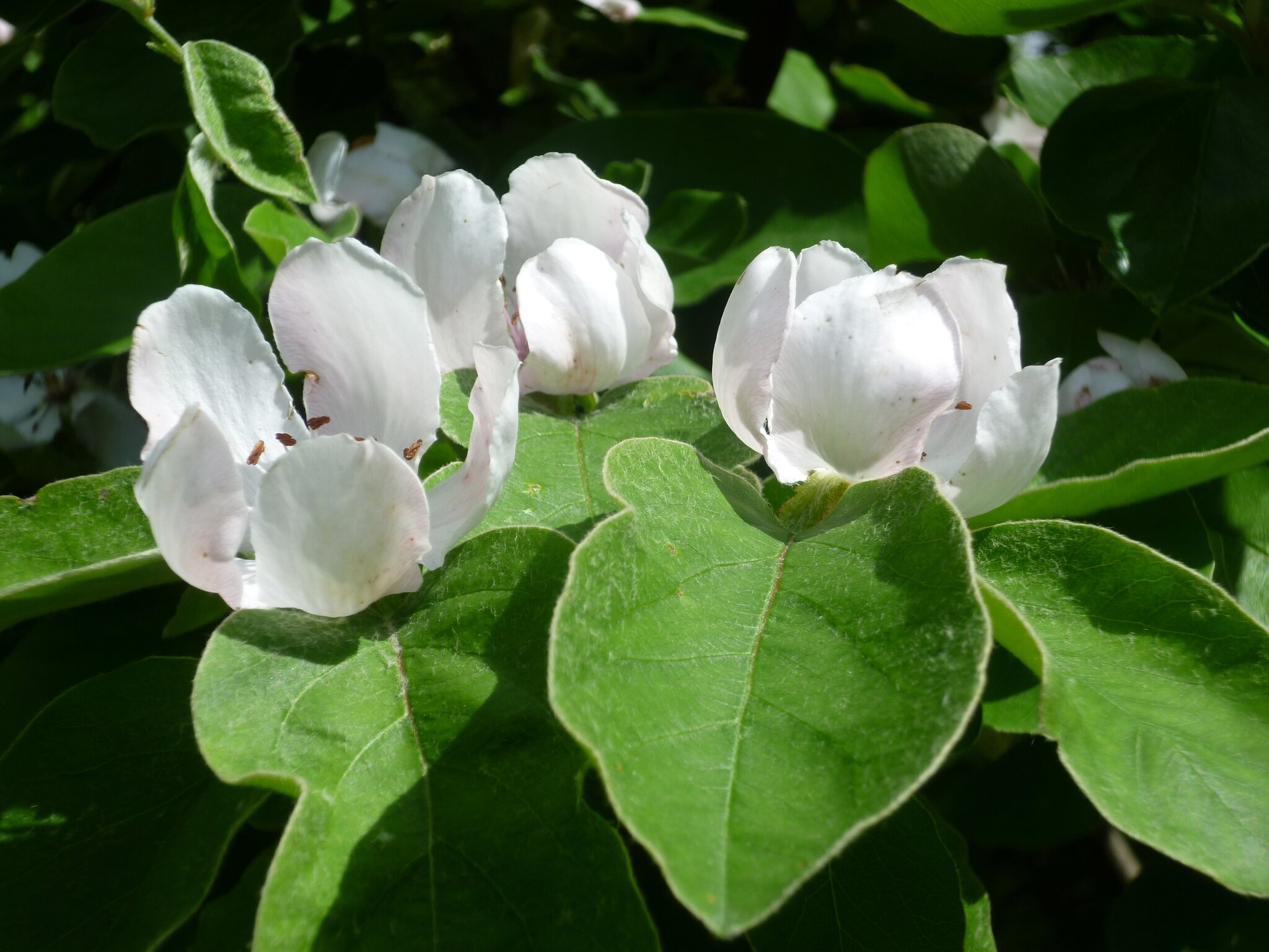 Sie blüht als letzte vom Kern- und Steinobst: die Quitte-- Cydonia ...