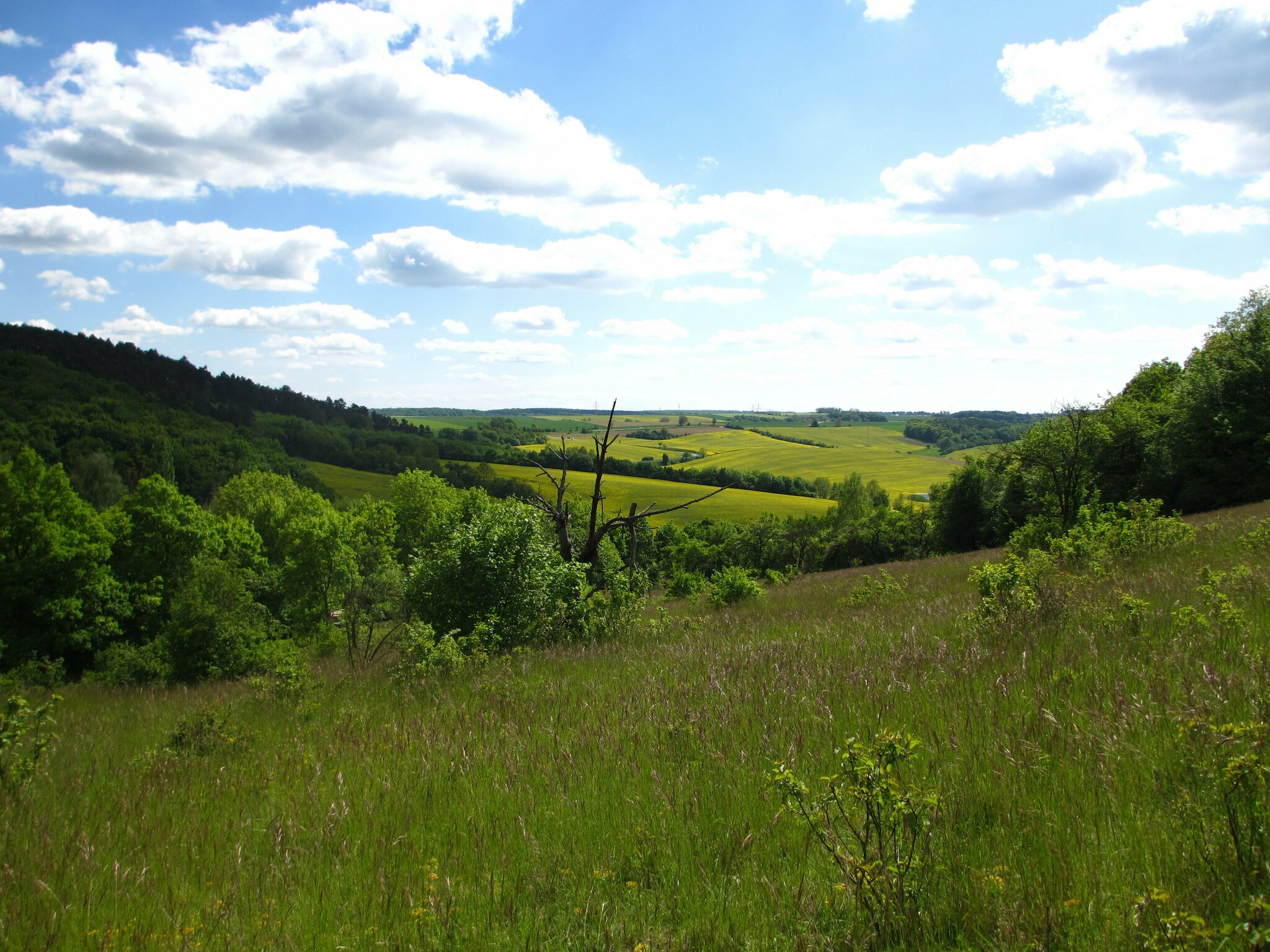 Wandern im Naturschutzgebiet "Forst Bibra" - Magazin Saale-Unstrut ...