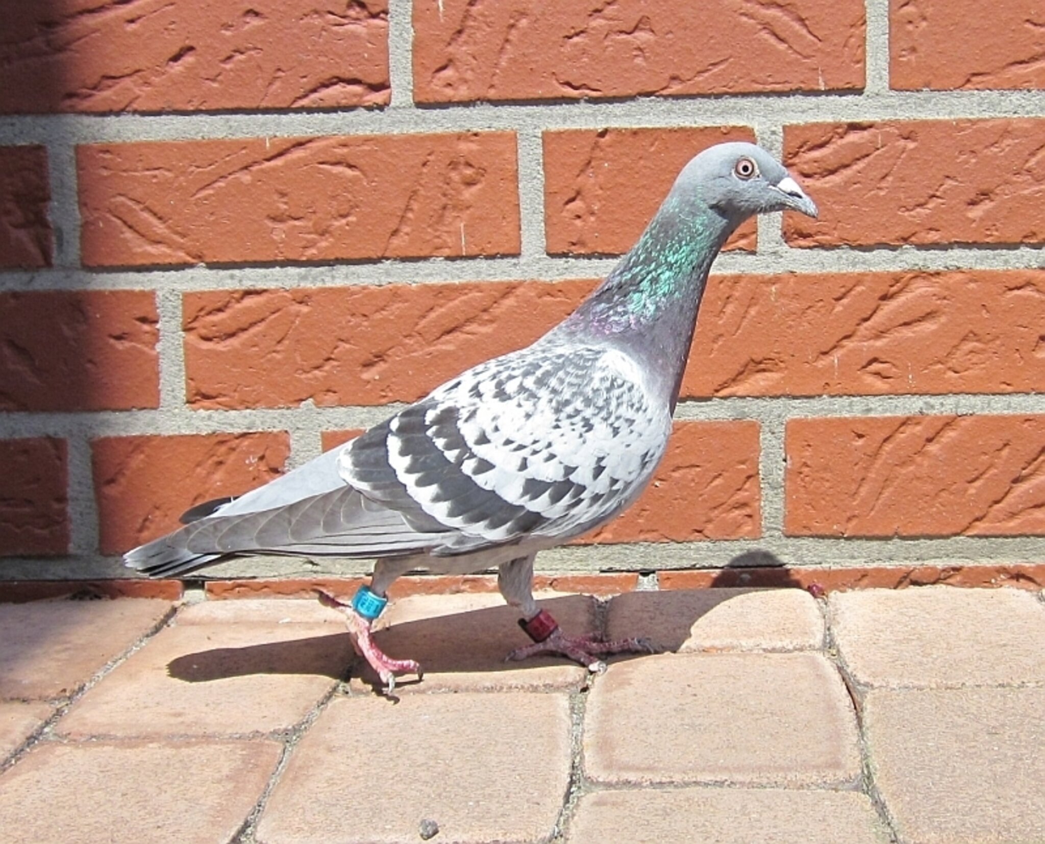 Brieftaube gestrandet - Stemwede