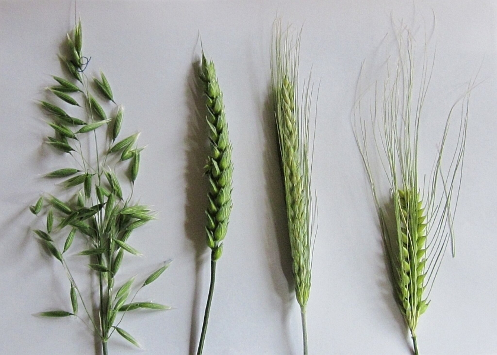 Getreidesorten - Stemwede