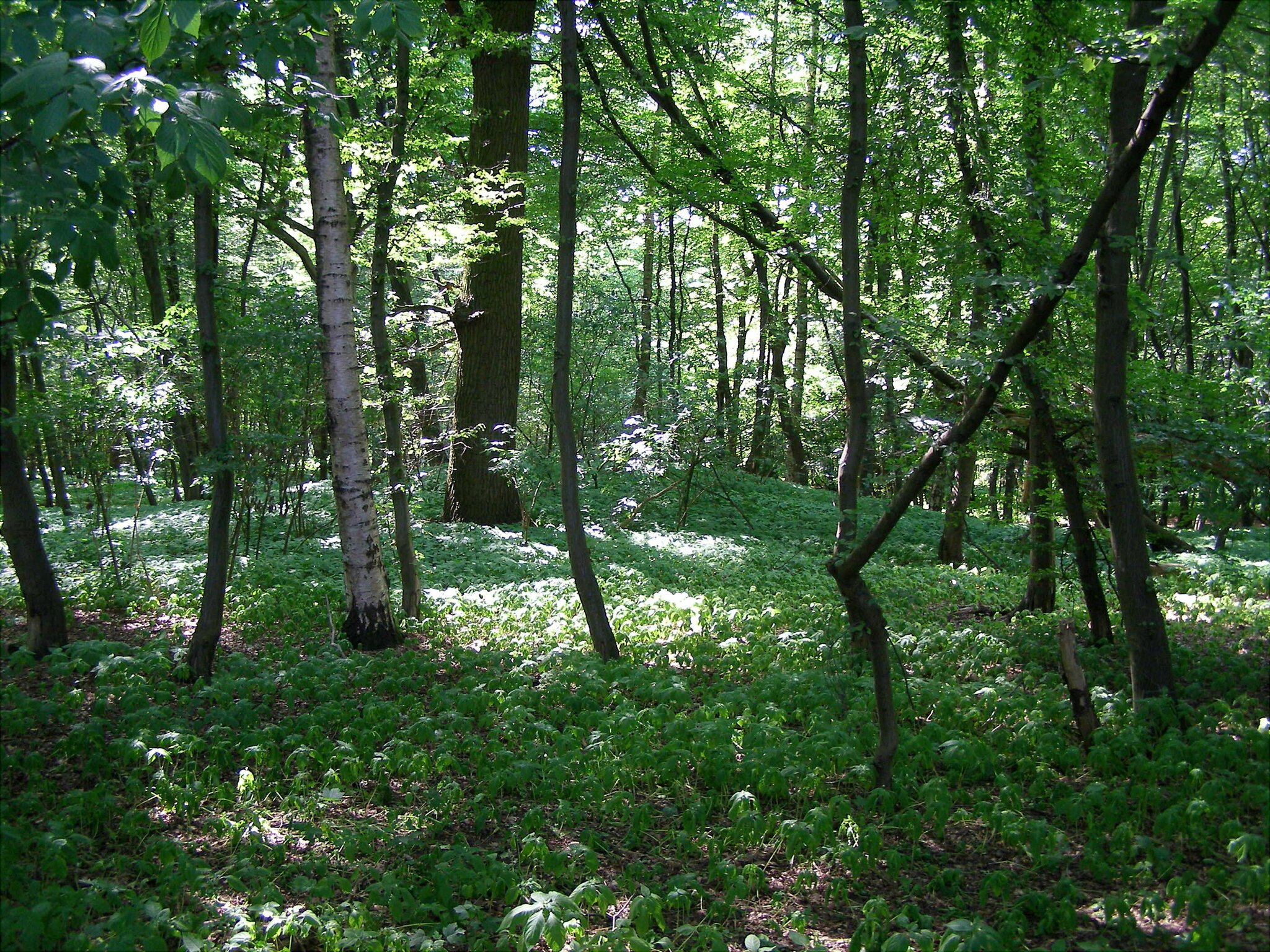 Mastbruchholz und Hügelgräber in Laatzen - Laatzen
