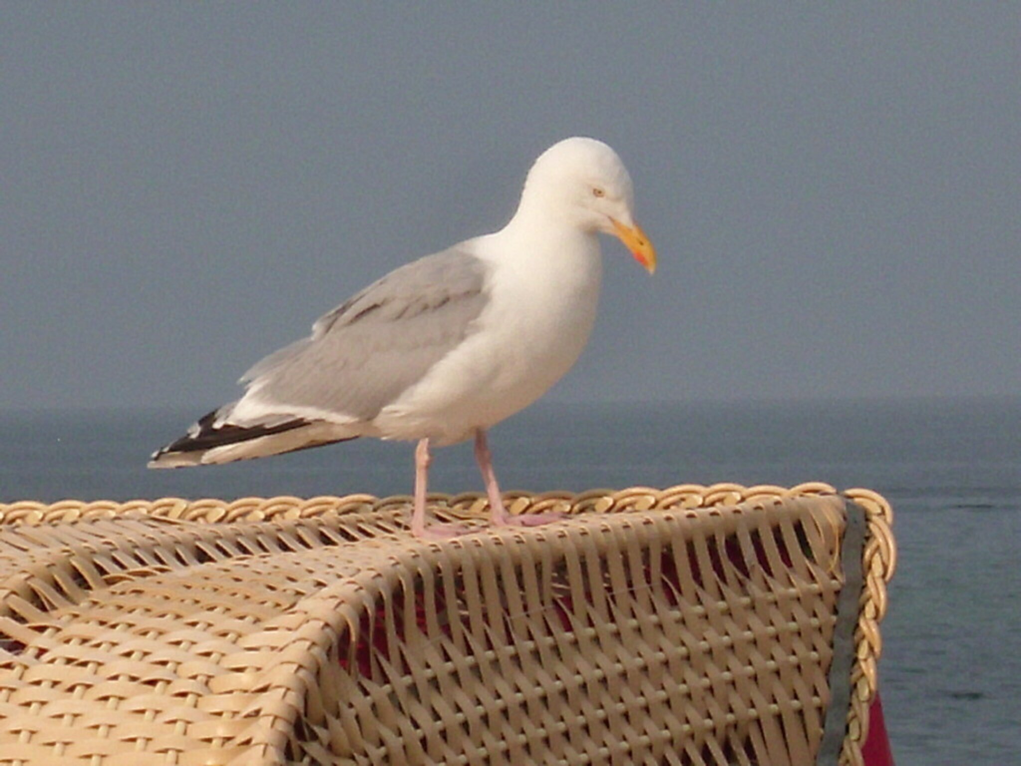 Die Möwe Jonathan....... - Amöneburg