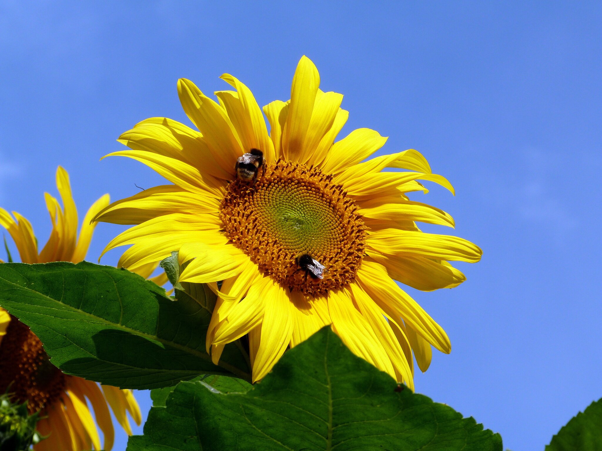 Der Juli geht - der August kommt ! - Göhren