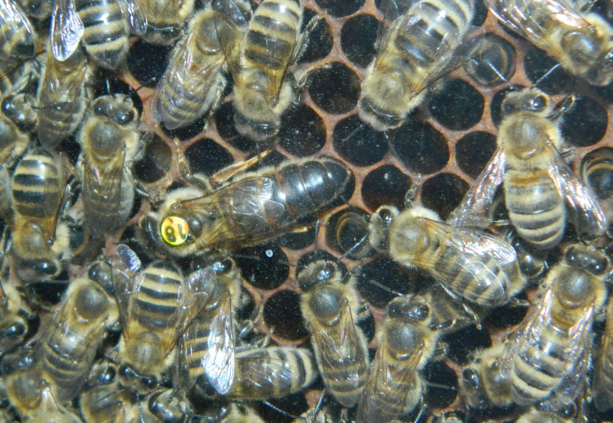 Bienenkönigin - Königsbrunn