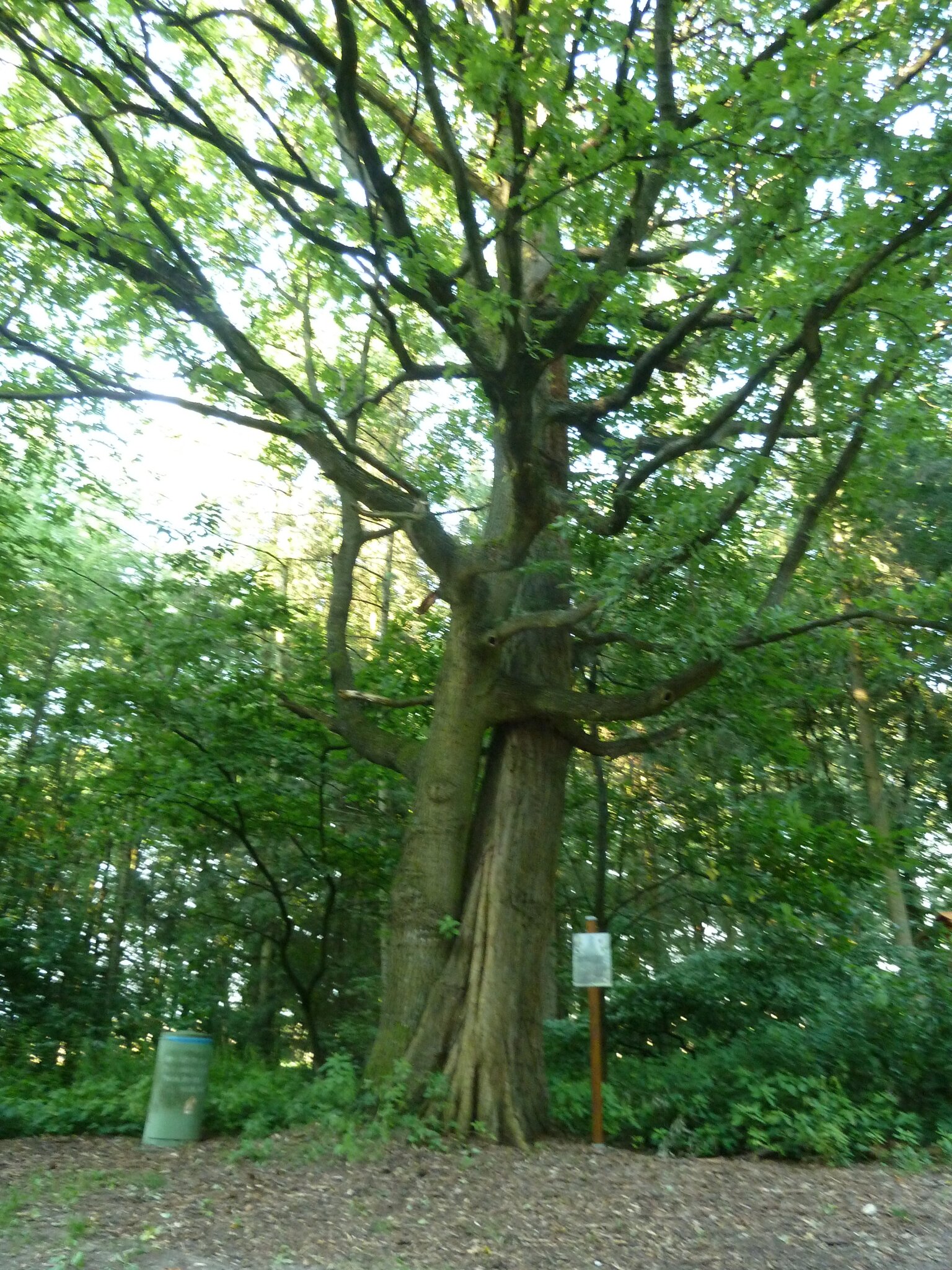 Was die Natur so zeigt,zwei Bäume vereint. - Barsinghausen