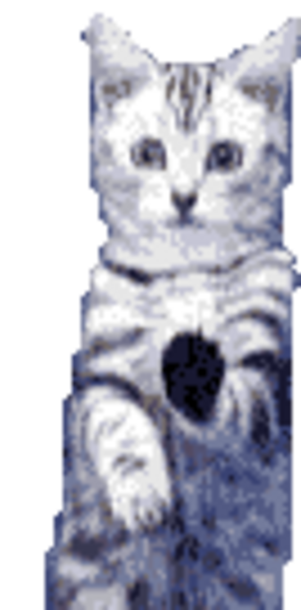 Katze - Mensch- emotionale pur- - Berlin