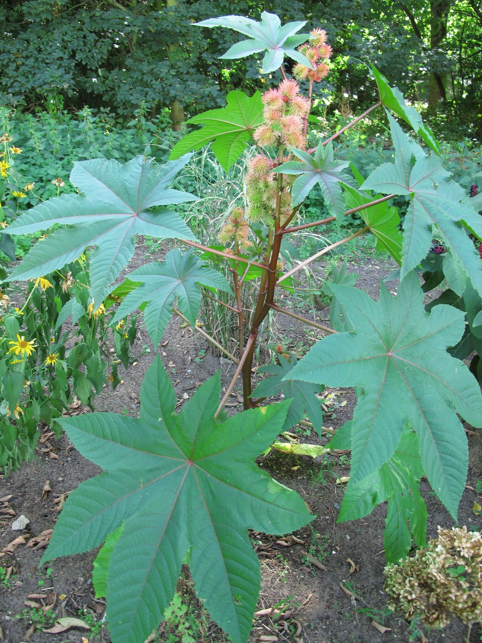 Heimische Heil- und Giftpflanzen:Rizinus,Wunderbaum (Ricinus communis ...