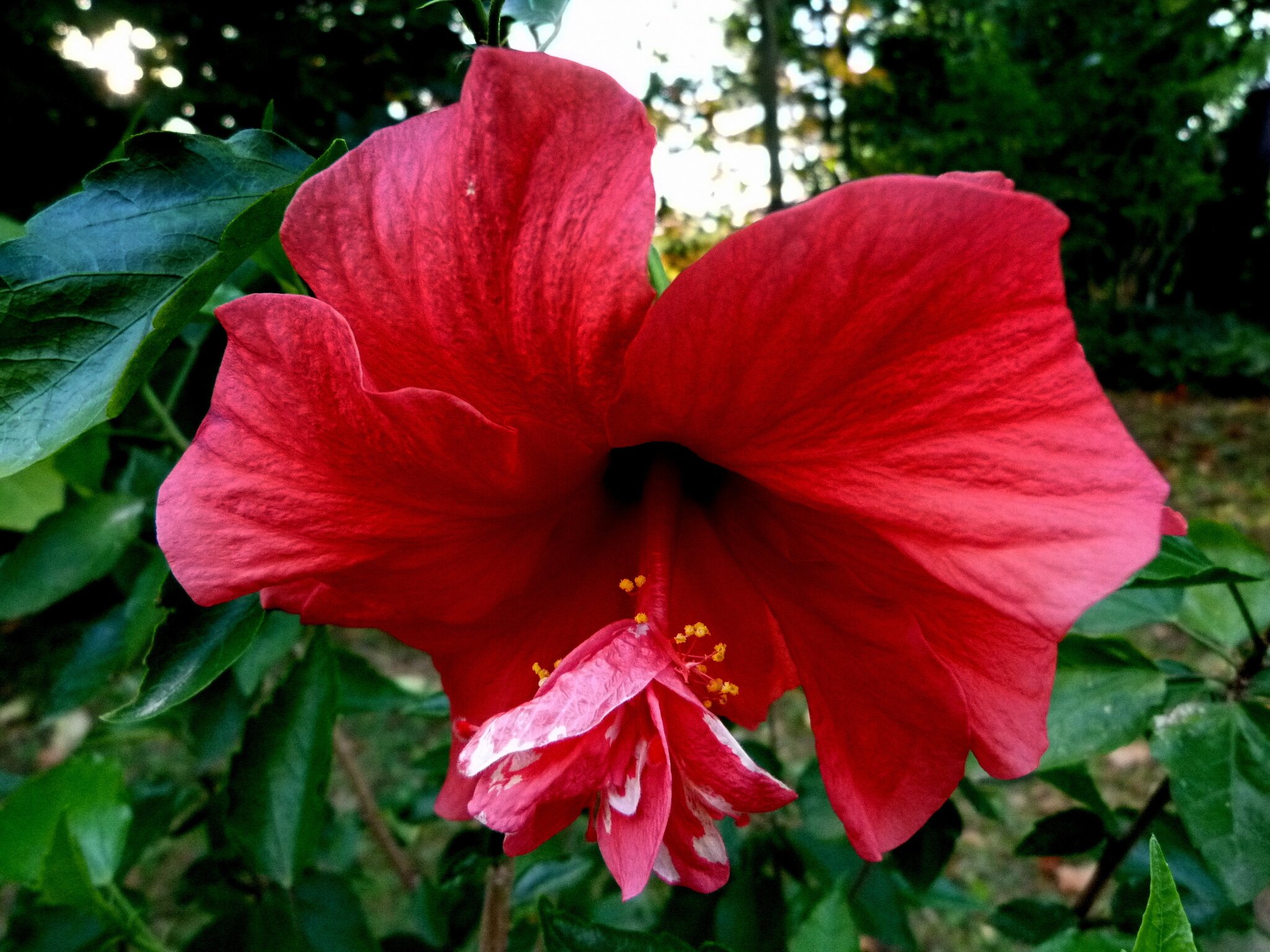 Rote Blumen im Garten - Göhren