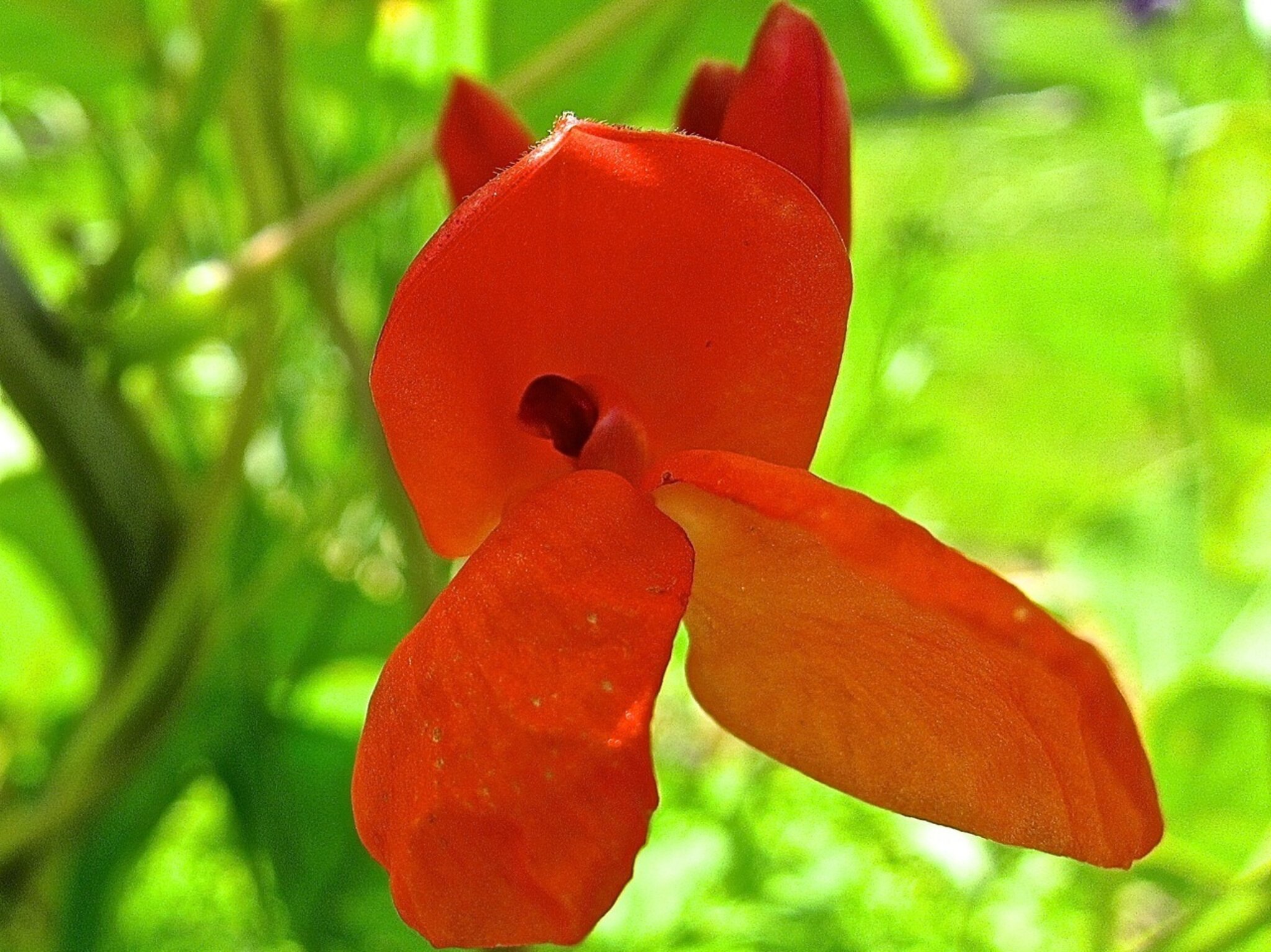 Die Feuerbohne (Phaseolus coccineus) - Pattensen