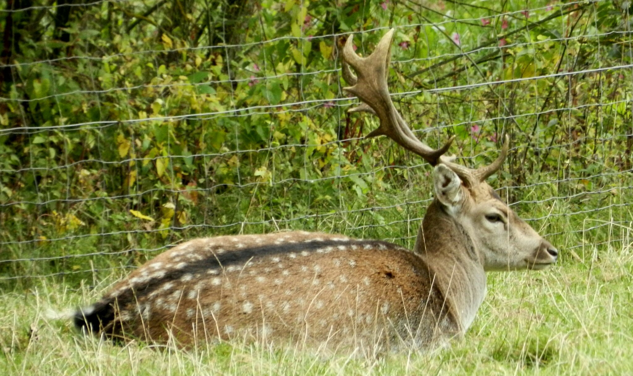Damwild, in einem Gehege bei Wetterburg. - Bad Arolsen