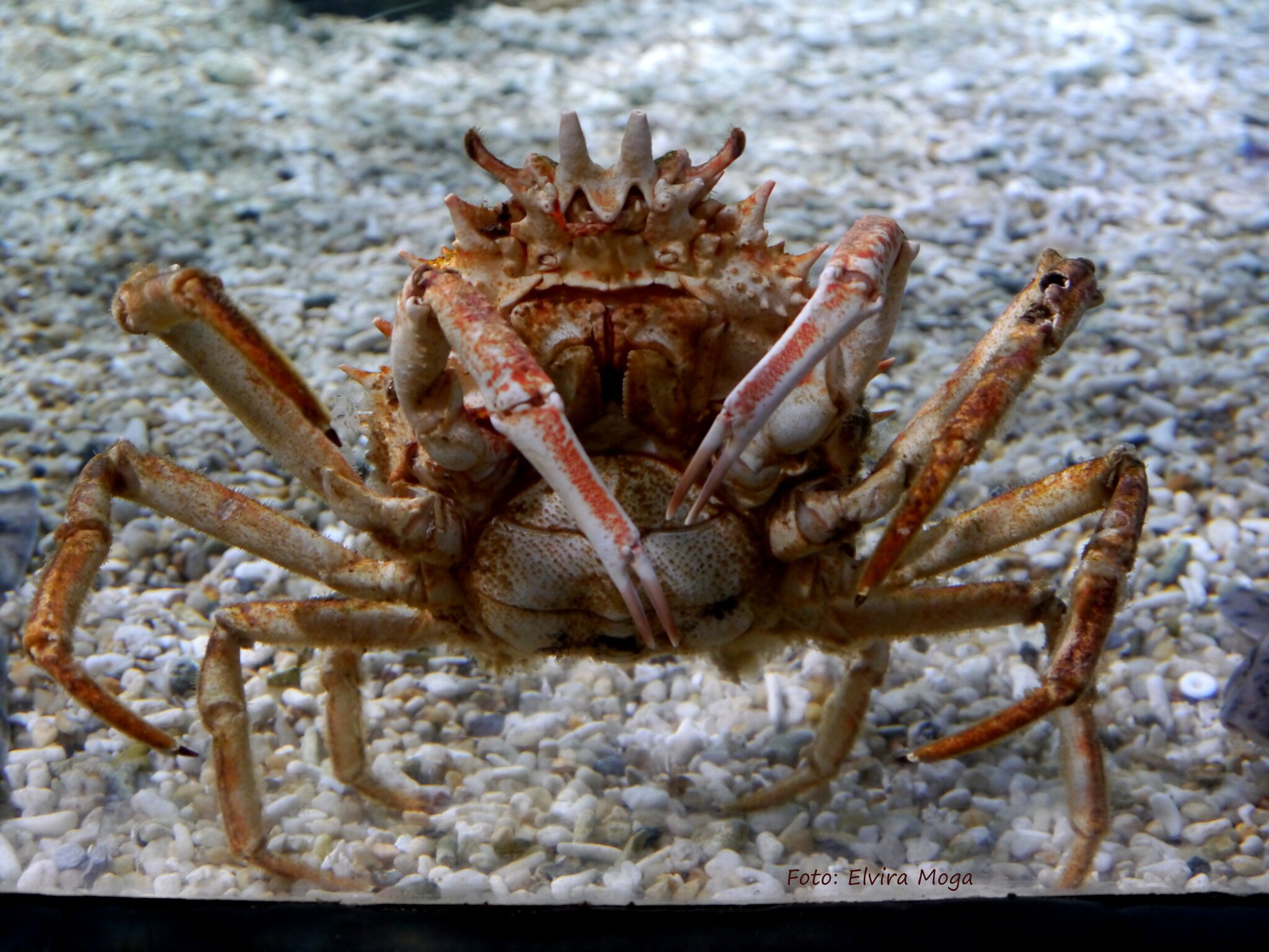 Unterseite der Maja squinado (Grosse Seespinne) - München
