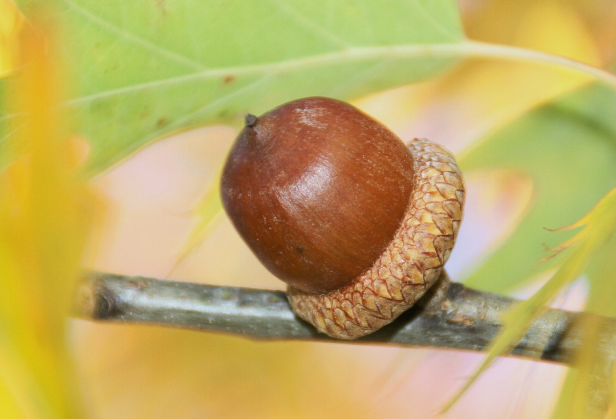 Eichelbaum im Herbst - Donauwörth