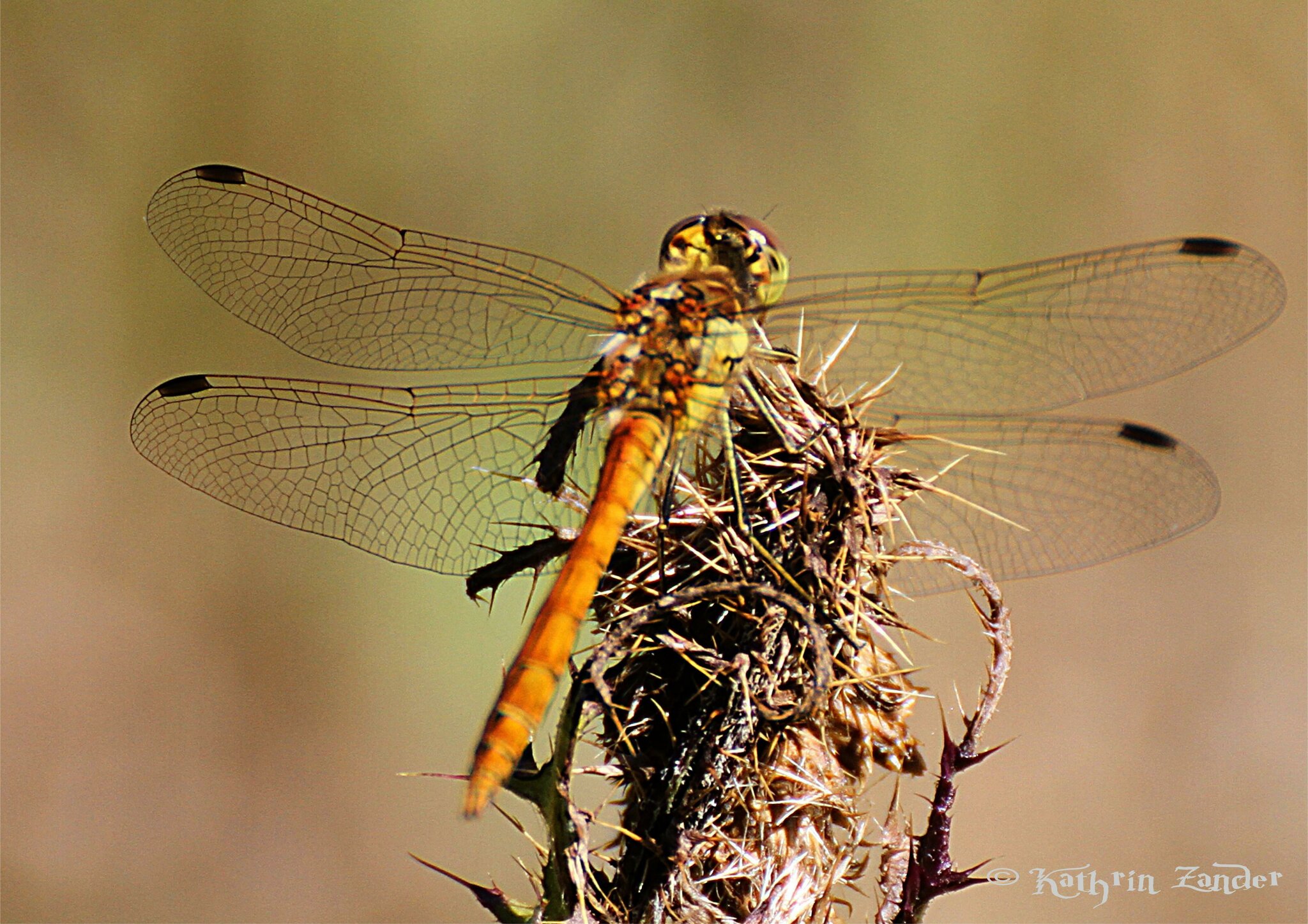 Große Heidelibellen zweite Generation? - Meitingen