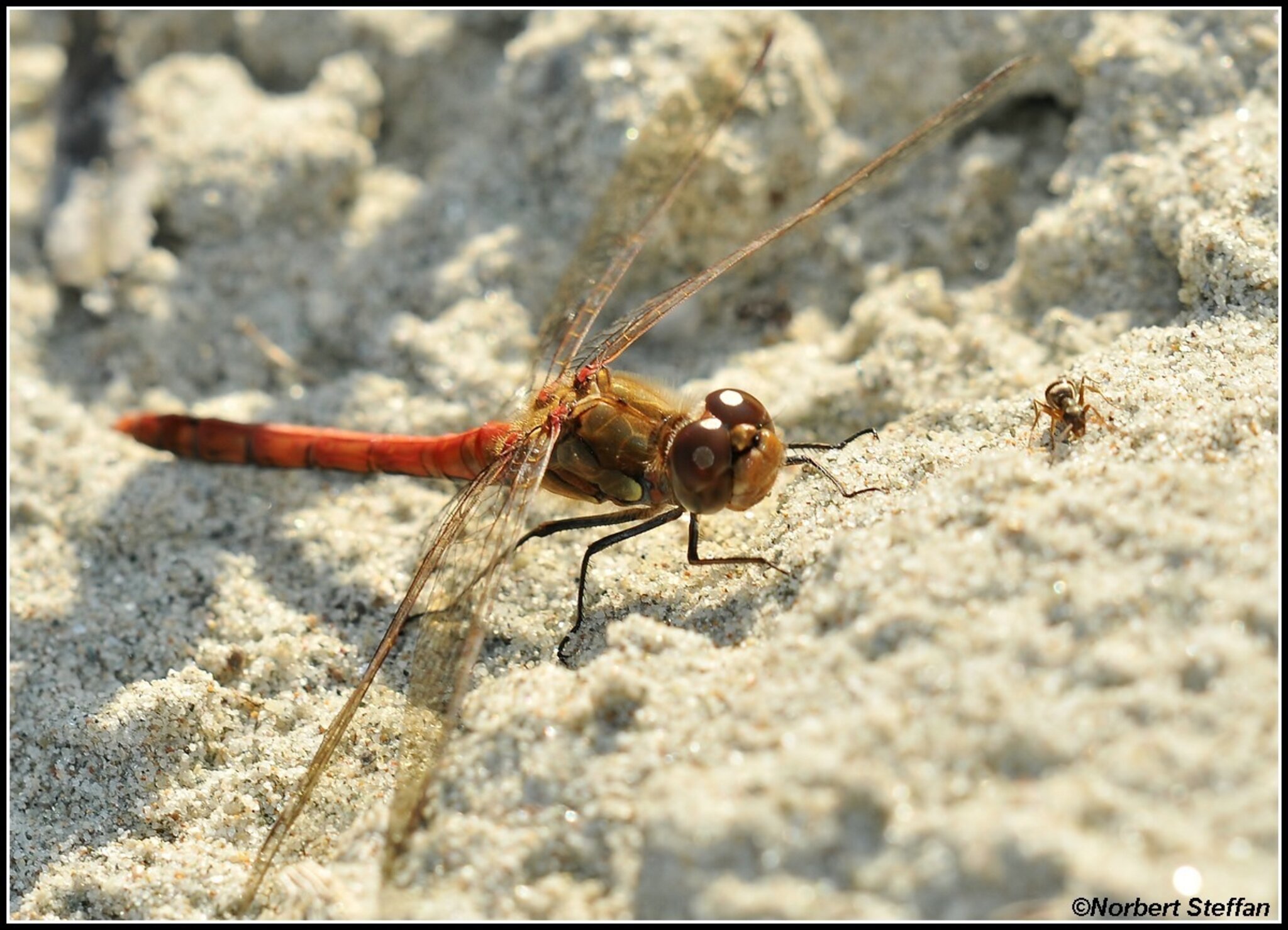 Die Große und der Winzling. - Augsburg