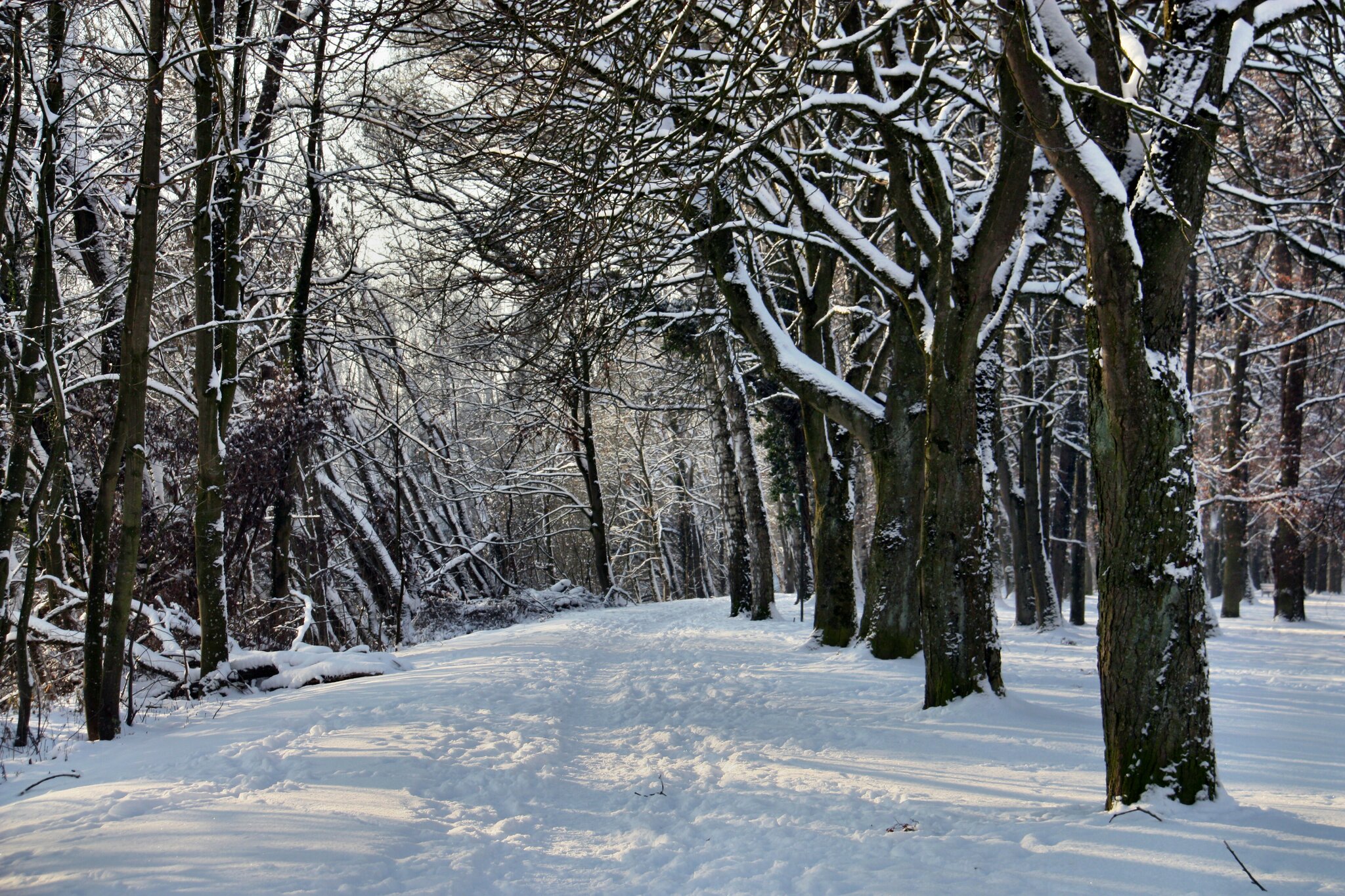Spaziergang entlang der Donau in der Albertus Magnus Stadt Lauingen ...