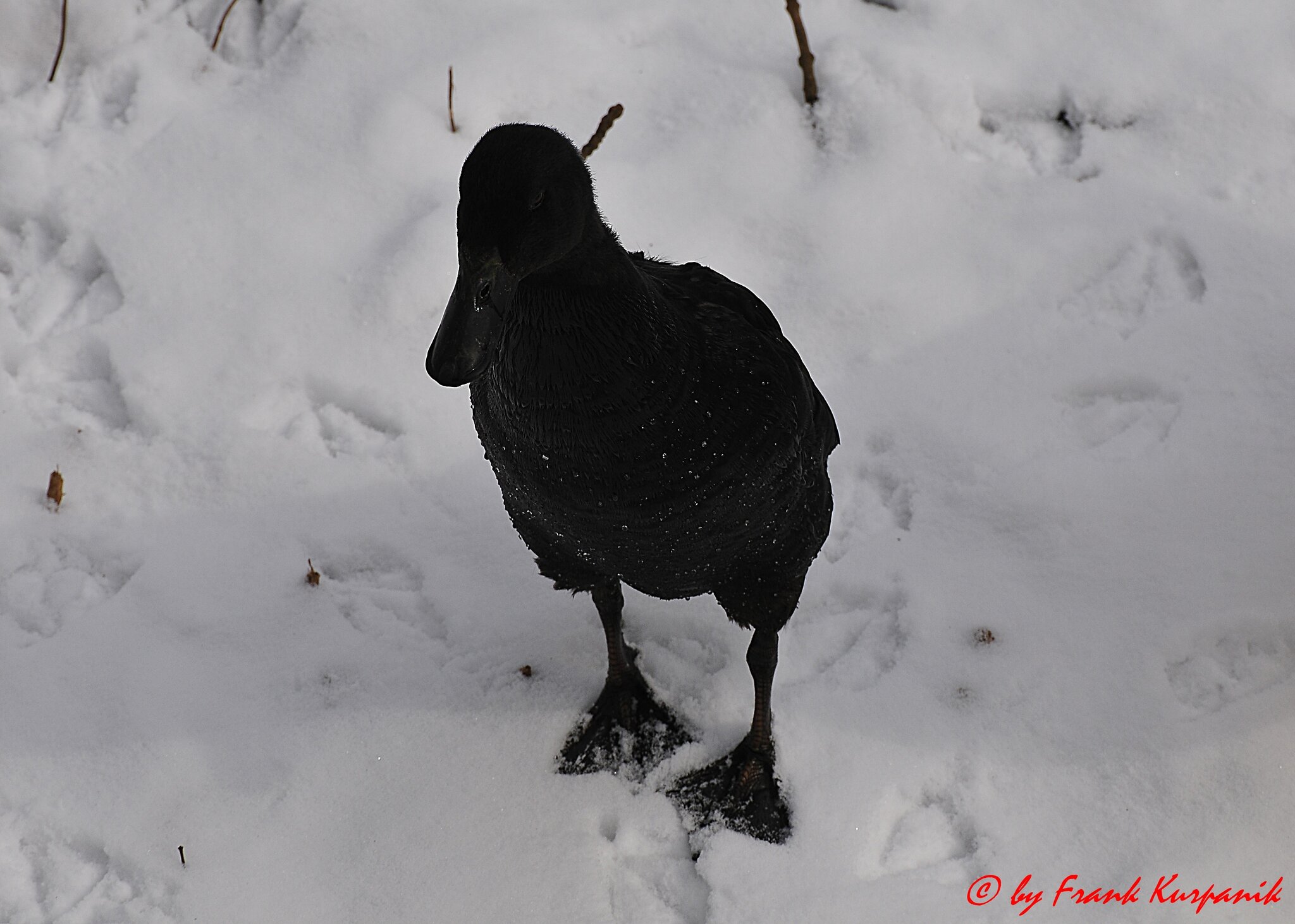Eine schwarze Ente im Schnee. - Burgdorf