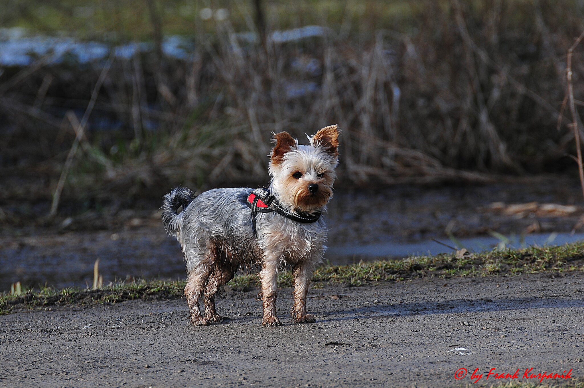 Soooo.... sieht unser Kampfhund nach dem Spielen aus. - Burgdorf