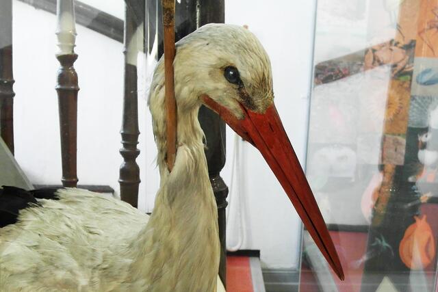 Präpariert und ausgestellt: "Der Pfeilstorch von Bothmer" - Rostock