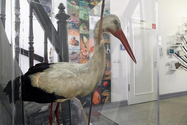 Präpariert und ausgestellt: "Der Pfeilstorch von Bothmer" - Rostock