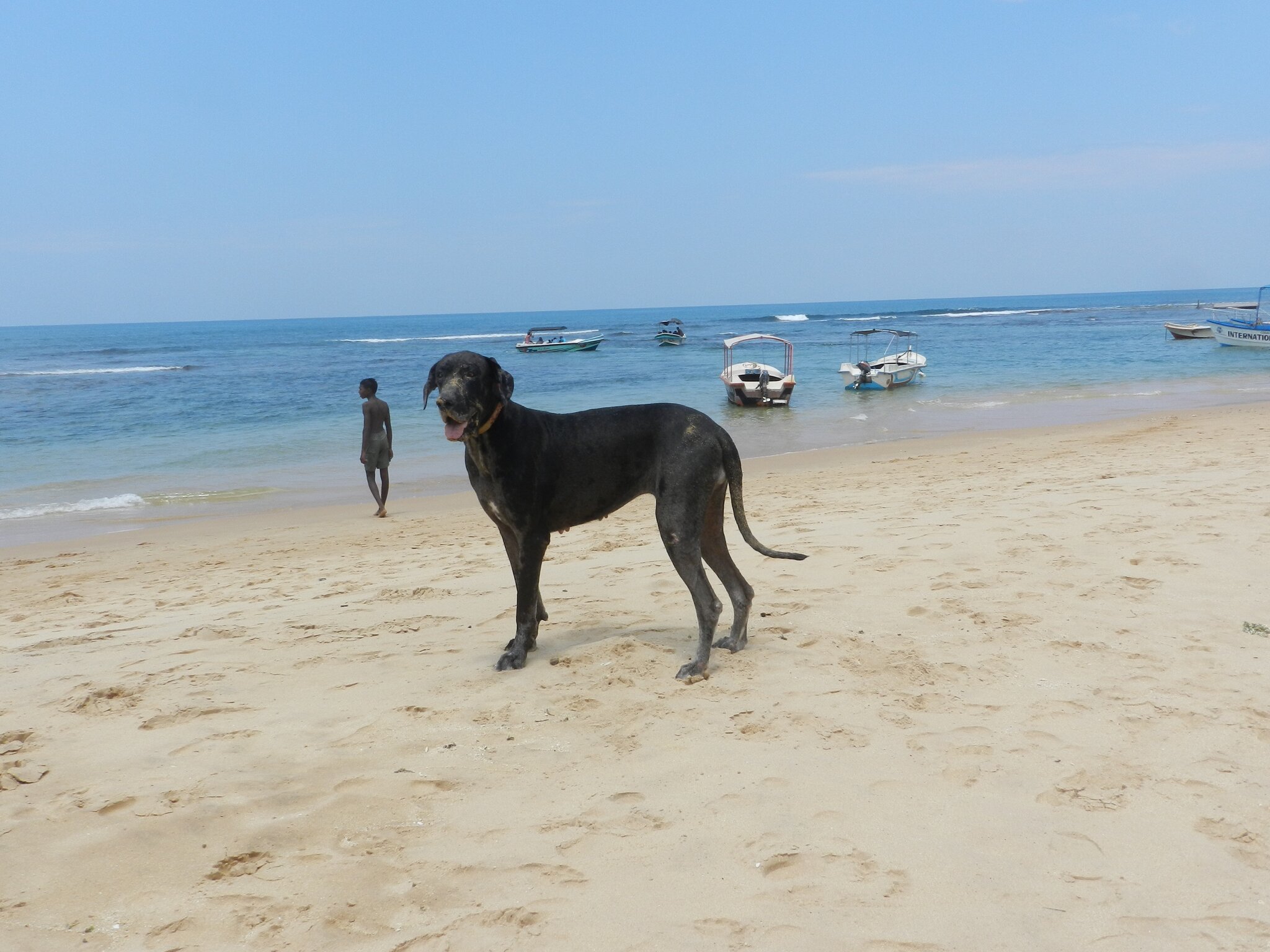 Großer Hund am Strand! - Bad Arolsen