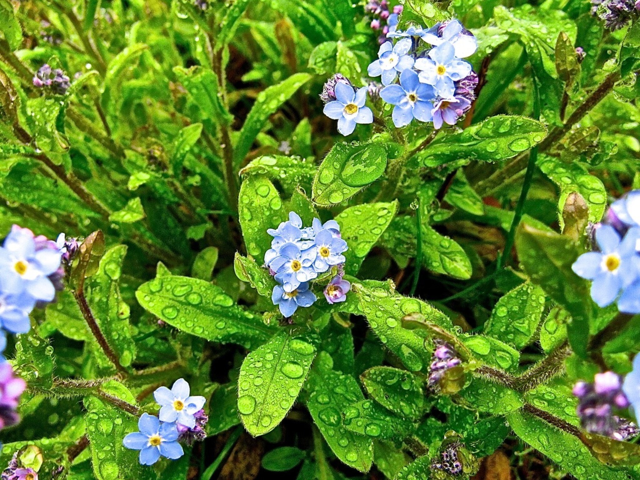 Regen-Garten-Bilder - Pattensen