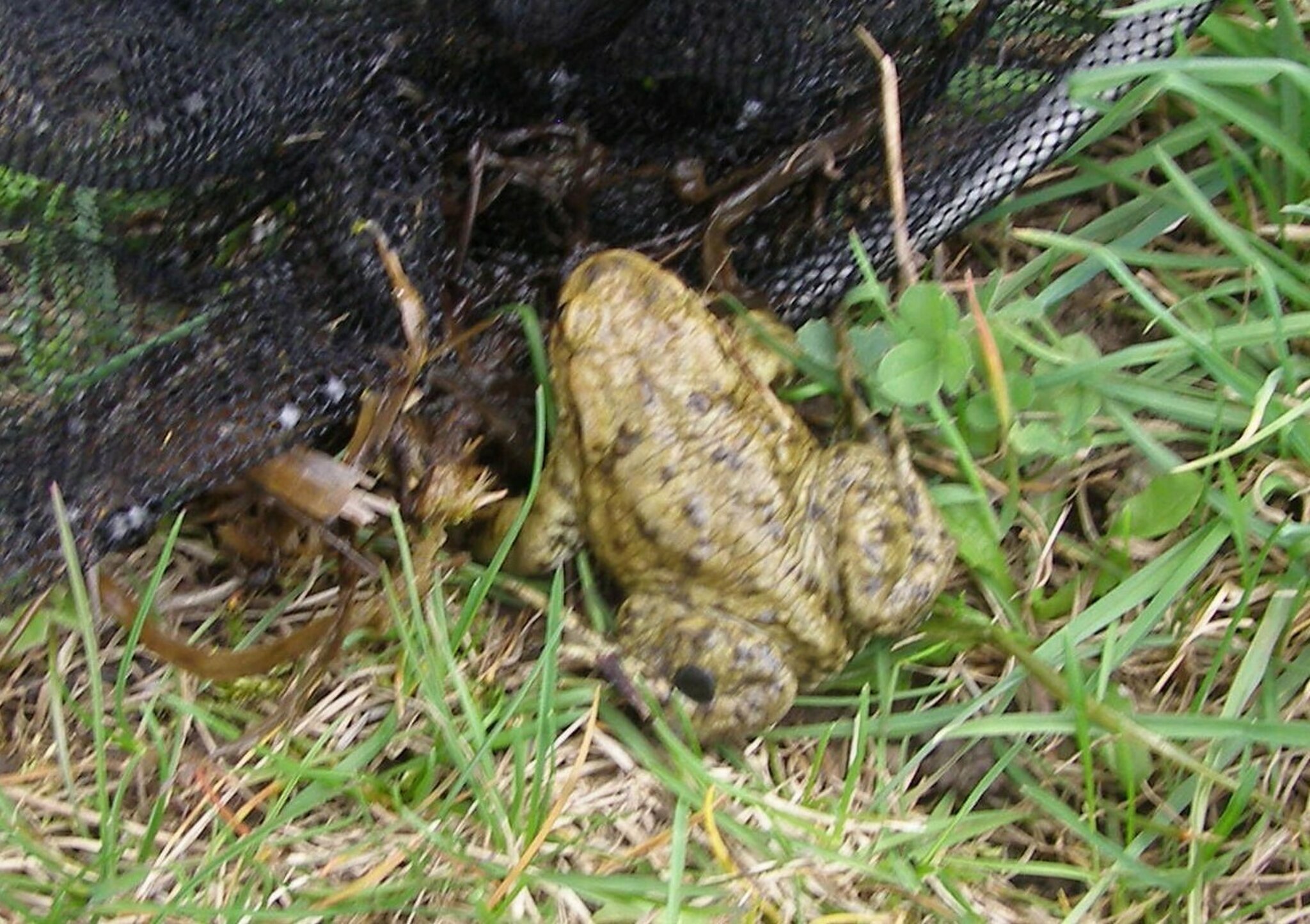 Der blaue Frosch vom Barnegraben - Wunstorf