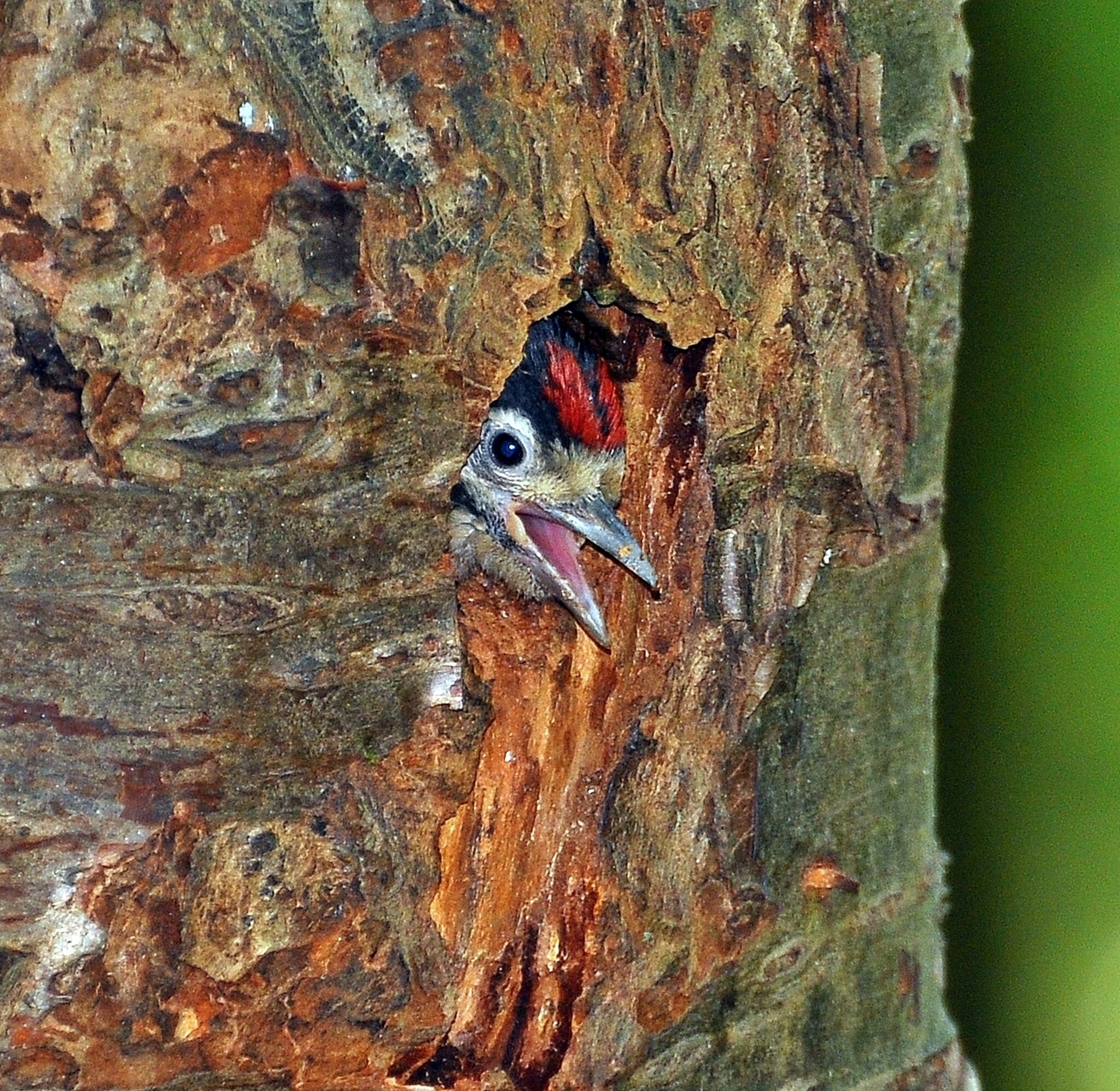 Buntspechte füttern ihren Nachwuchs - Sehnde