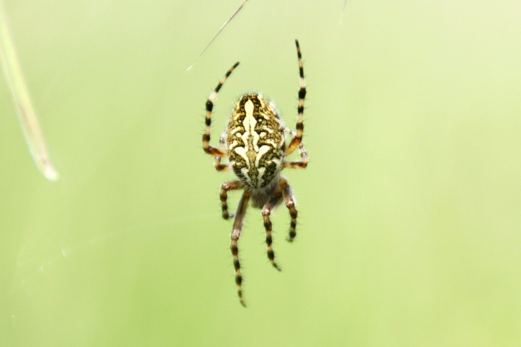 Eichblatt-Radnetzspinne (Aculeperia ceropegia) - Donauwörth