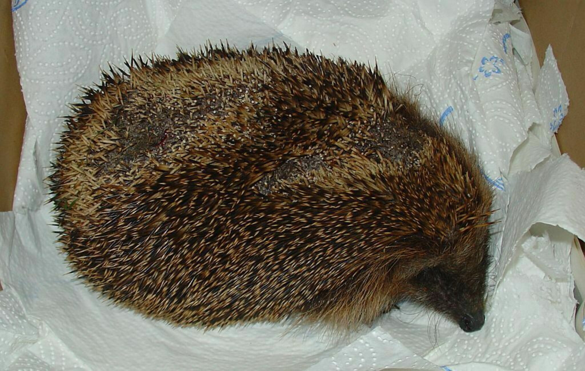 Igel durch Fadenmäher schwer verletzt - Hemmingen