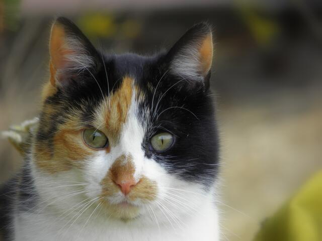 Die 100 schönsten Katzenbilder, die man unbedingt gesehen haben sollte ...